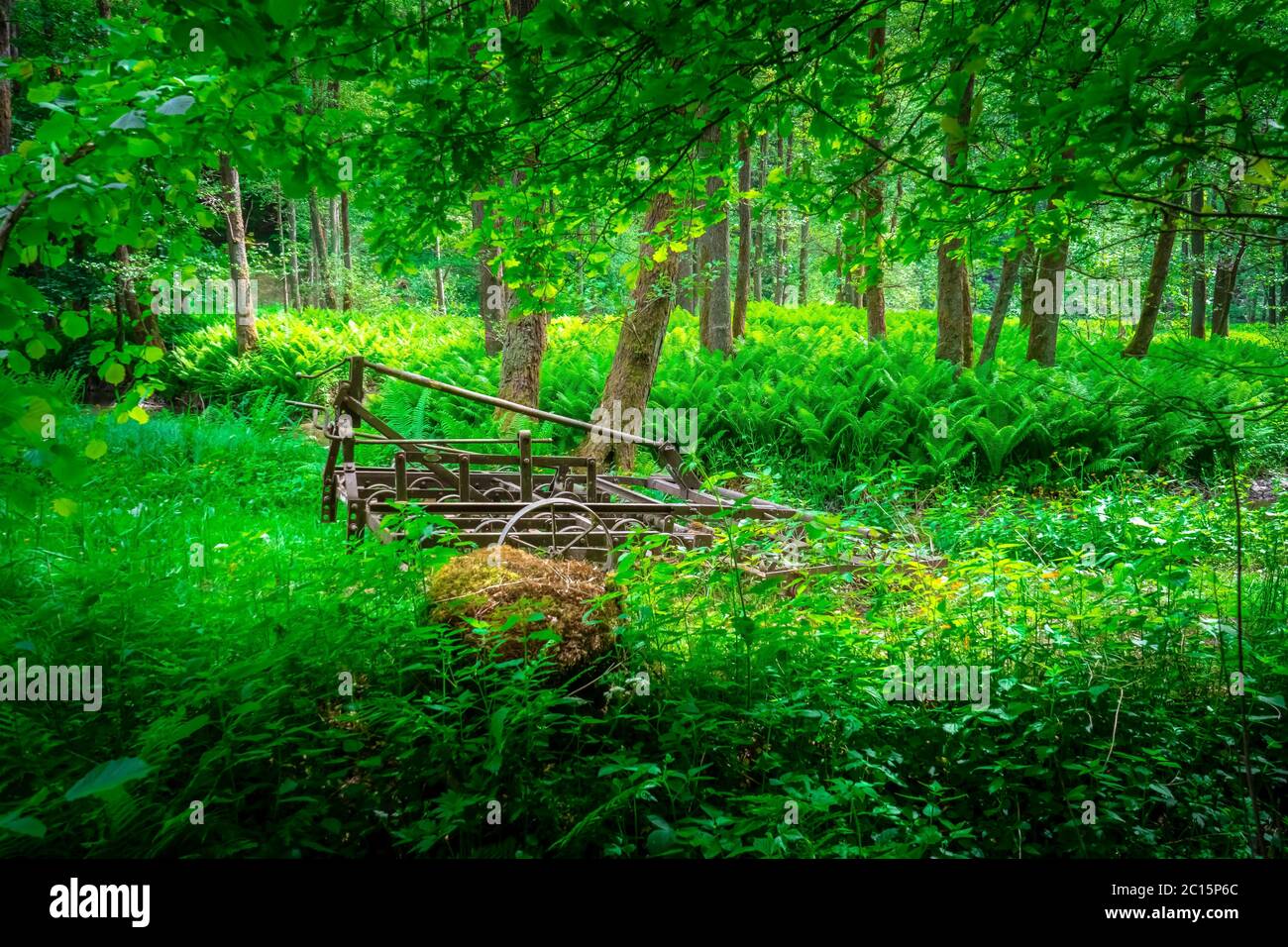 Old harrow in the middle of the forest Mitterfels in the Bavarian ...
