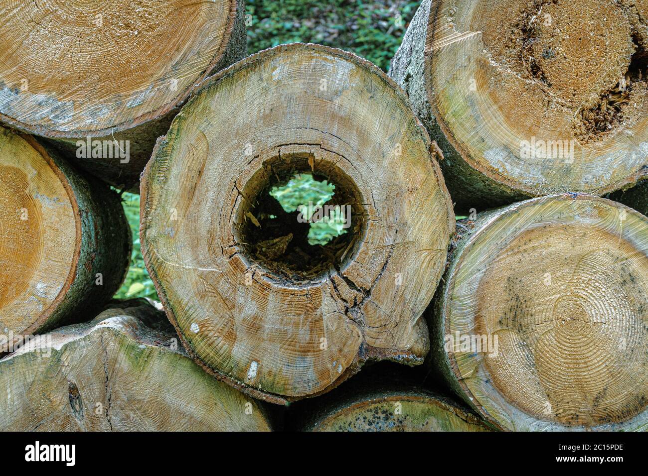 Stacked tree trunks Mitterfels in the Bavarian forest Stock Photo - Alamy