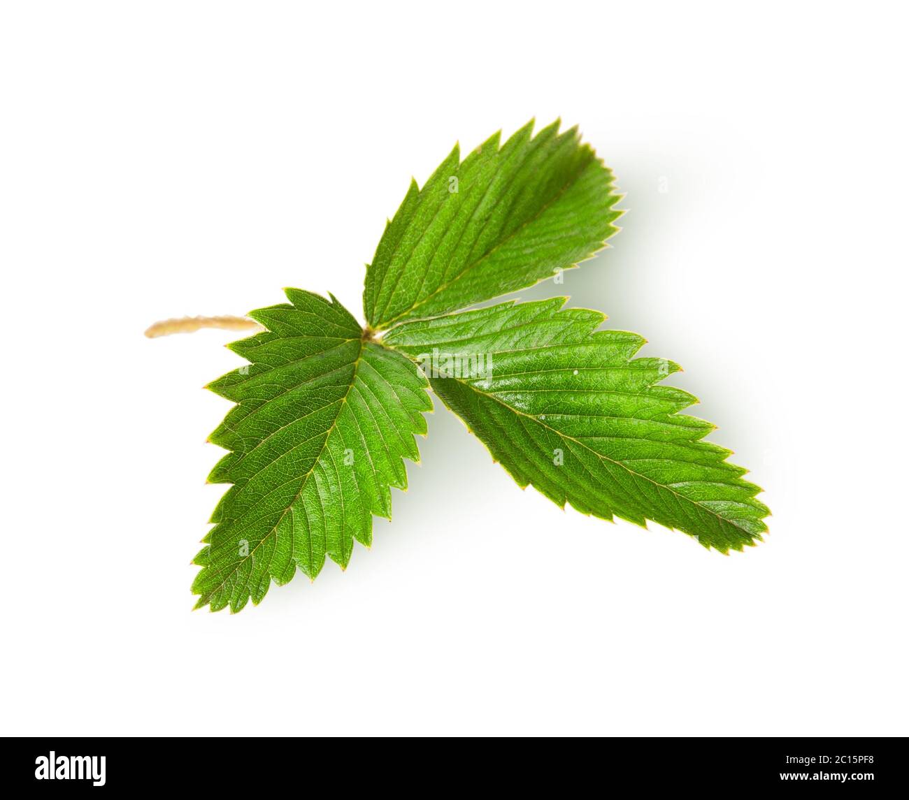 Wild strawberry leaf top view rotated Stock Photo - Alamy