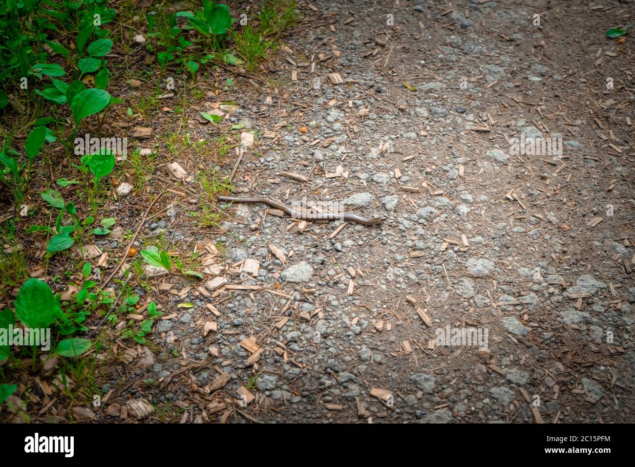 Blind Worm on a Hiking Trail Mitterfels in the Bavarian Forest Stock ...