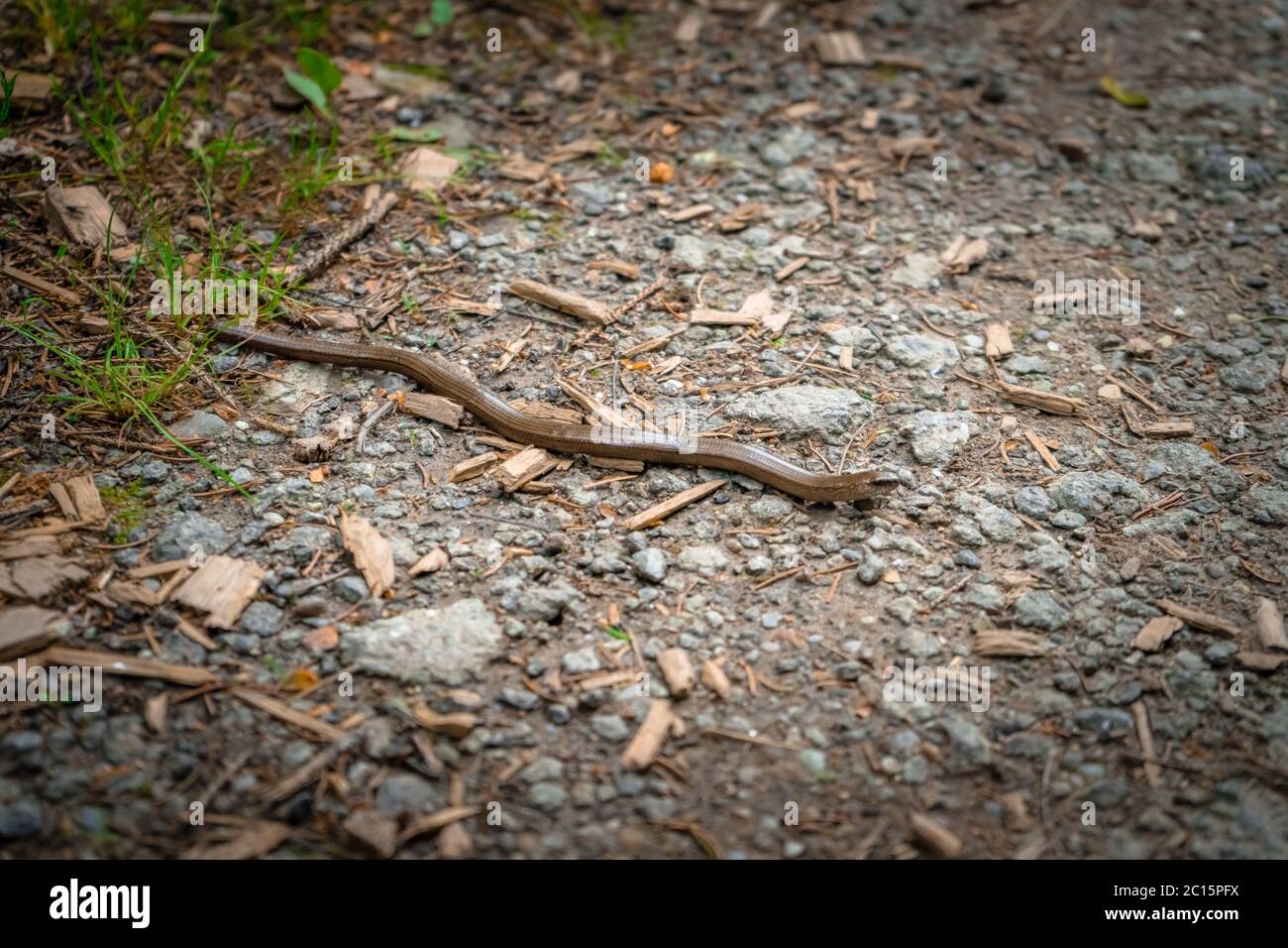 Blind Worm on a Hiking Trail Mitterfels in the Bavarian Forest Stock ...