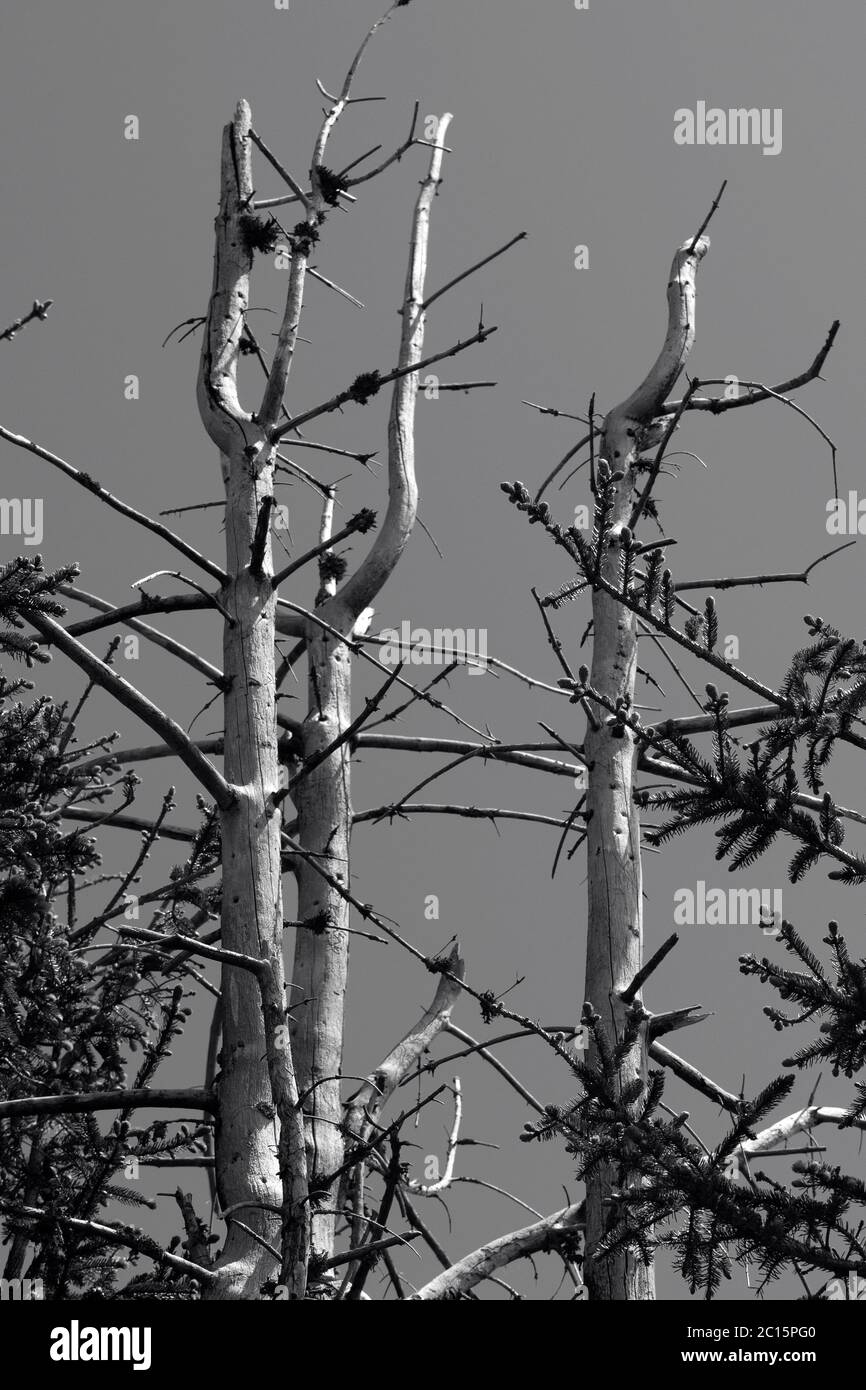 Dried tree in white black. Beautiful dry tree on the sky background ...