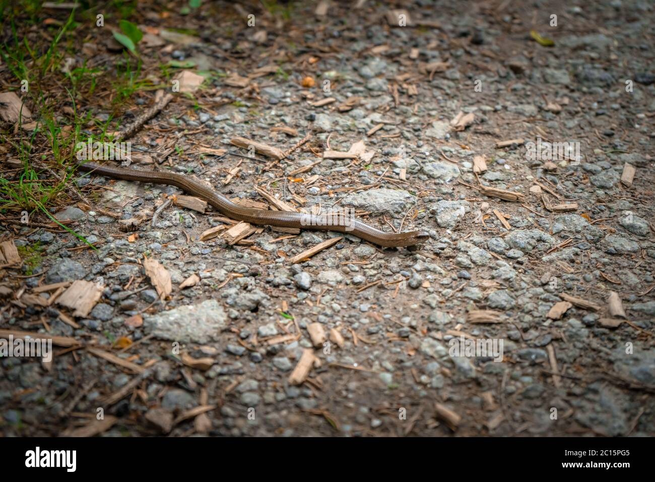 Blind Worm on a Hiking Trail Mitterfels in the Bavarian Forest Stock ...