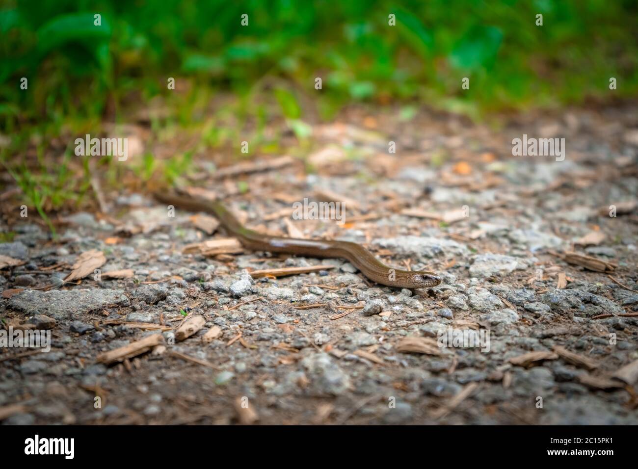 Blind Worm on a Hiking Trail Mitterfels in the Bavarian Forest Stock ...