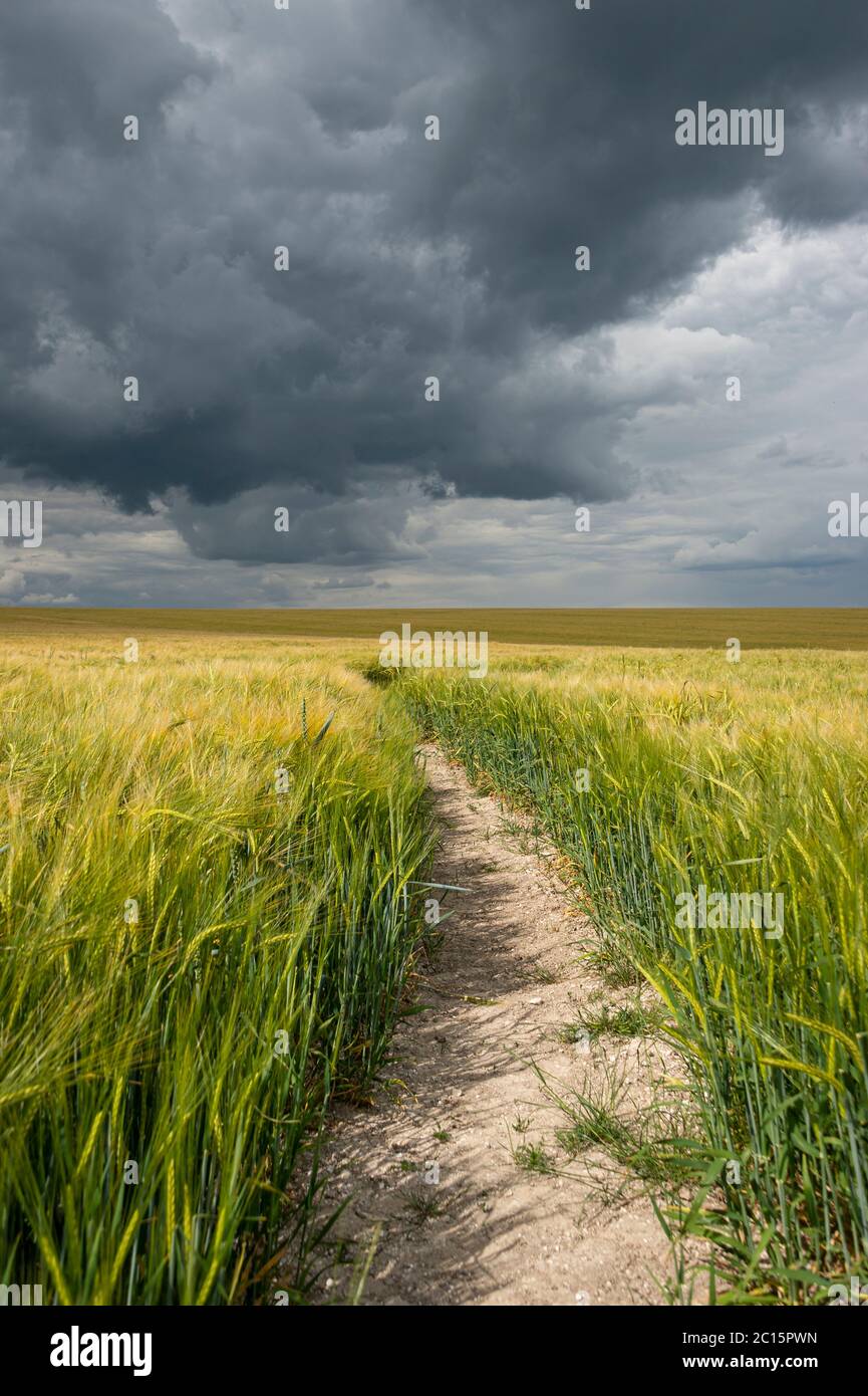 Field crop production hi-res stock photography and images - Alamy