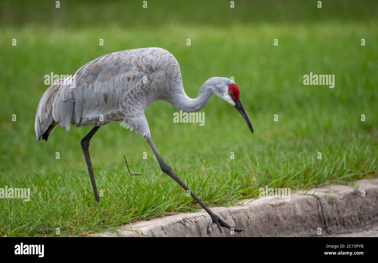 Stepping off curb hi-res stock photography and images - Alamy