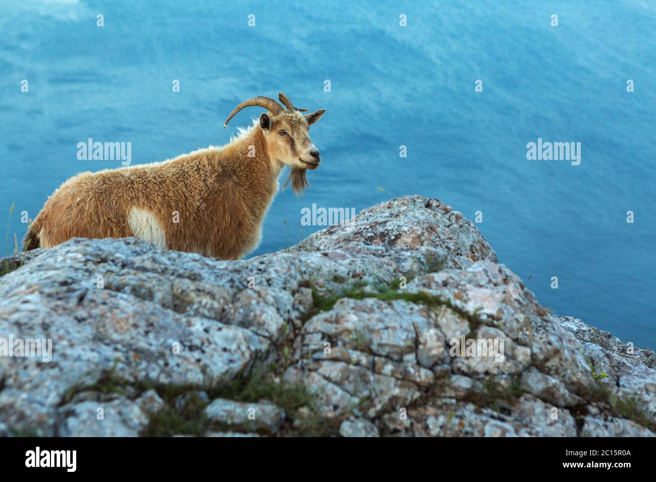 Female mountain goat on the top of mountain Ilyas Kaya in Crimea Stock ...