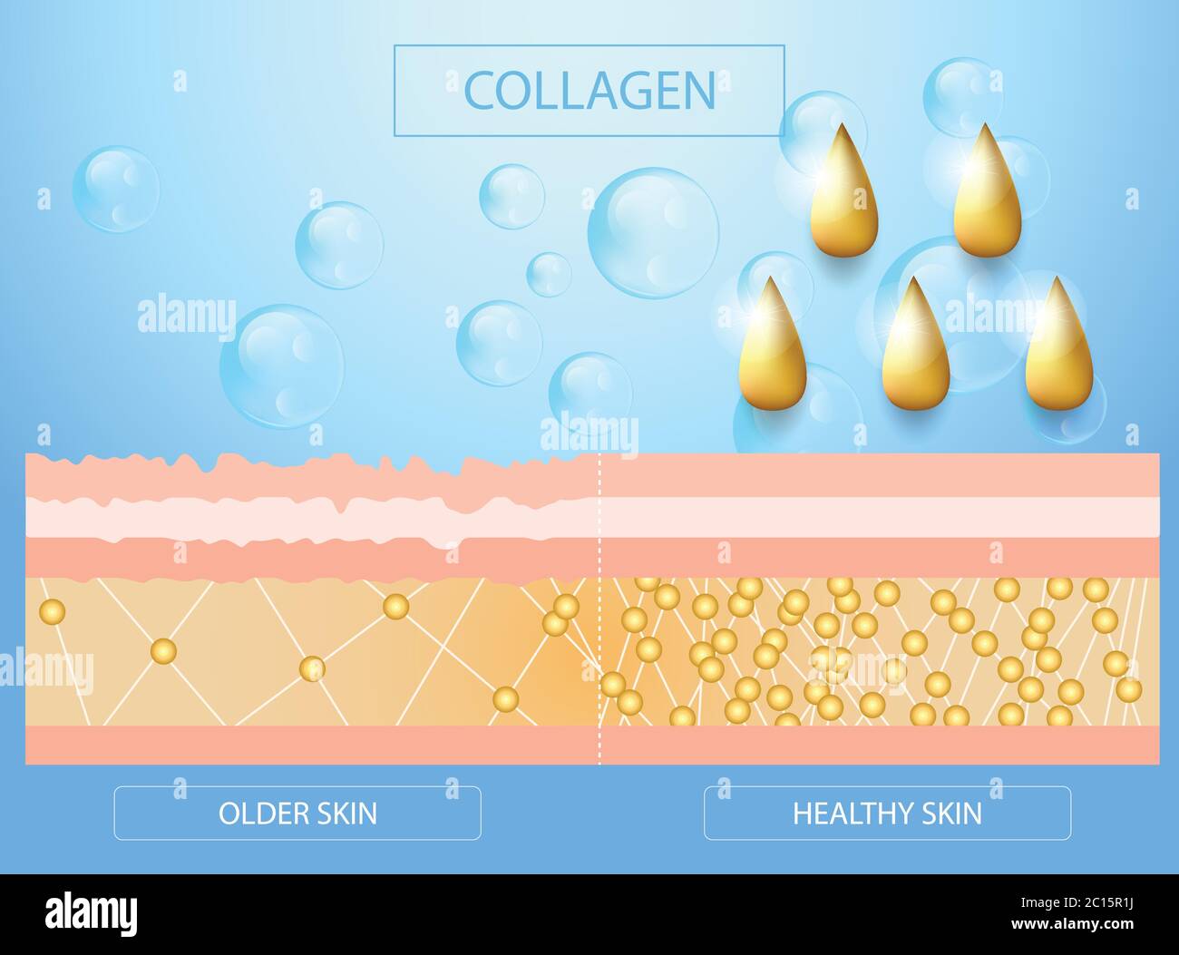 Anatomy layers Stock Vector Images - Alamy