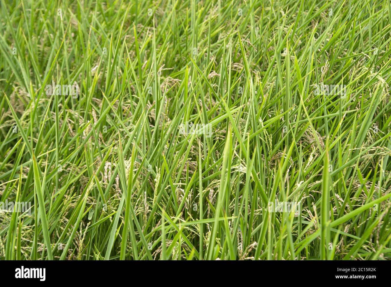 Cultivation of rice plant hi-res stock photography and images - Alamy