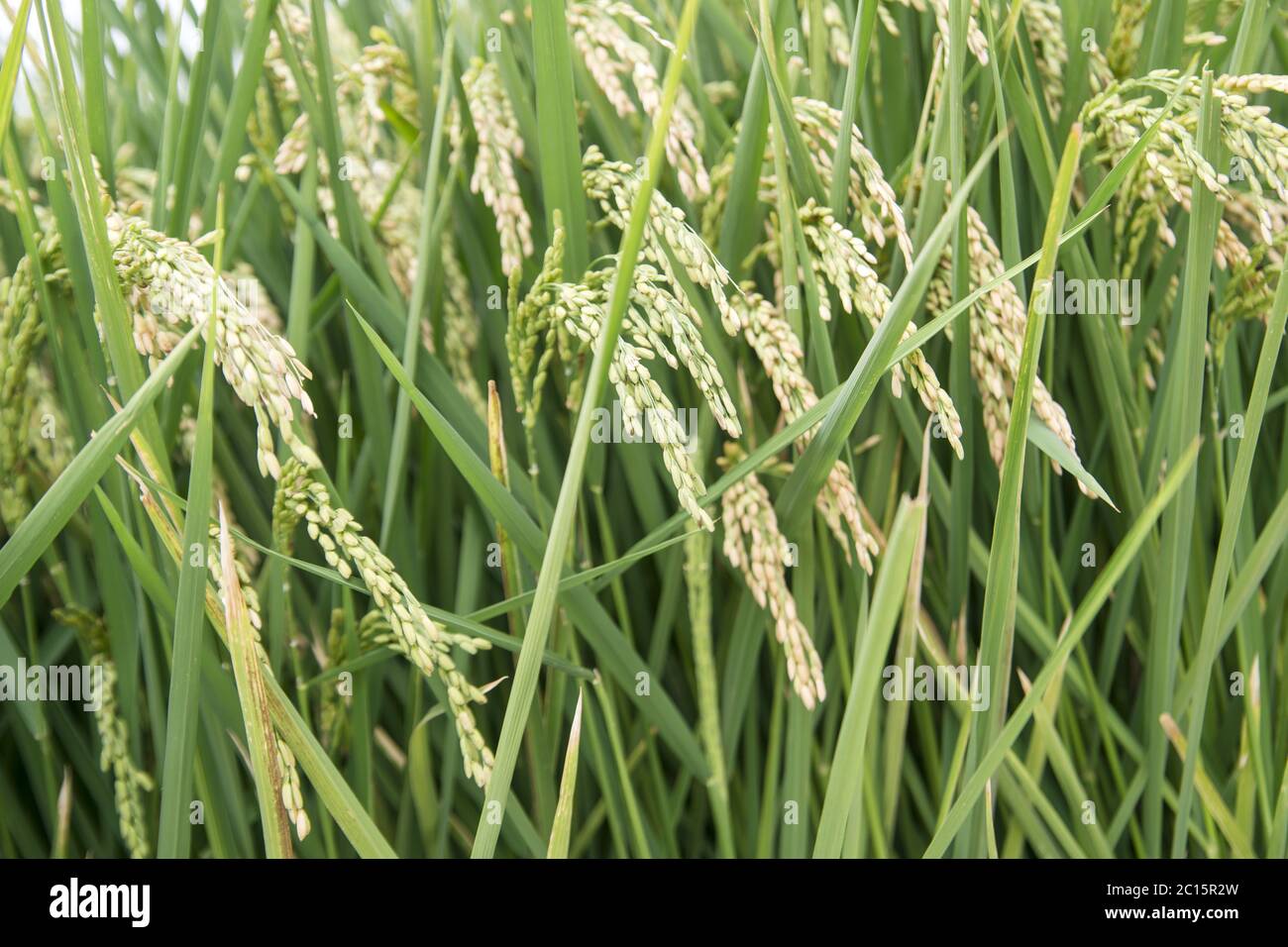 Cultivation of Rice Plant Stock Photo - Alamy