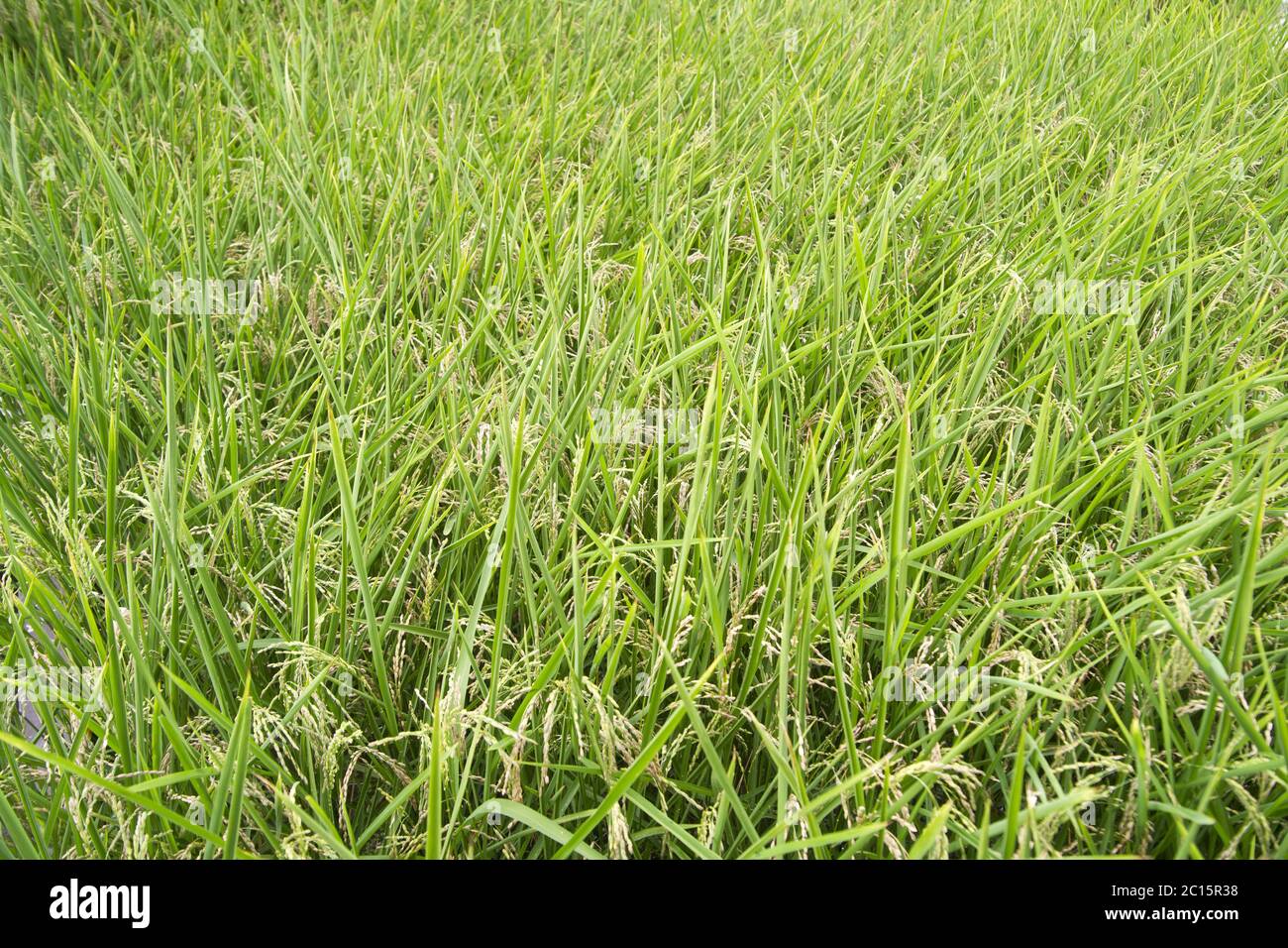 Cultivation of Rice Plant Stock Photo - Alamy