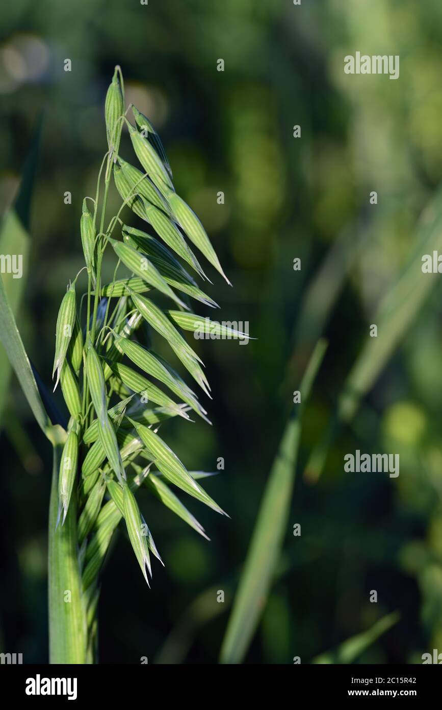 Oat plant hi-res stock photography and images - Alamy