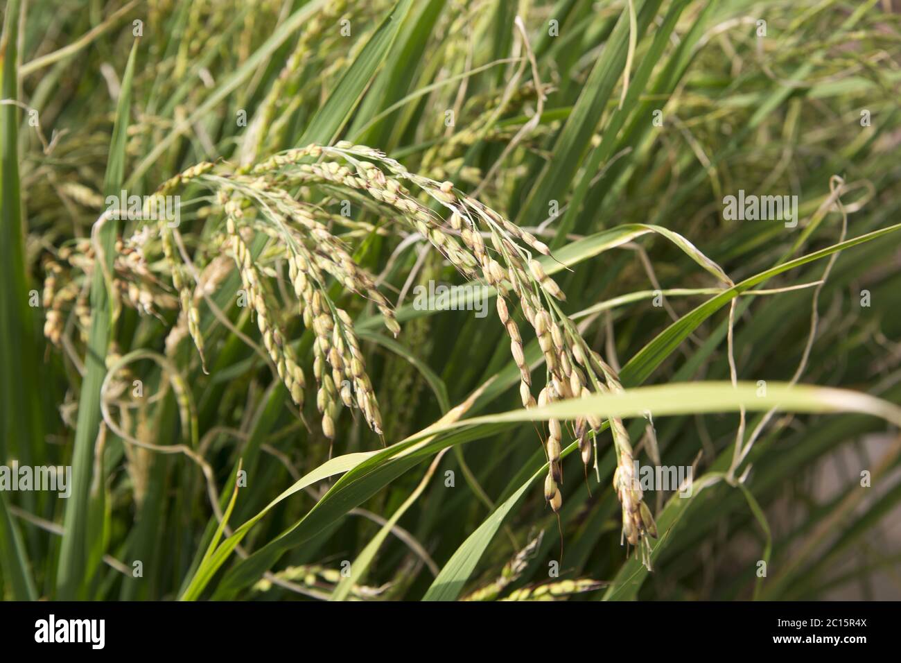 Season For Rice Plant High Resolution Stock Photography and Images - Alamy