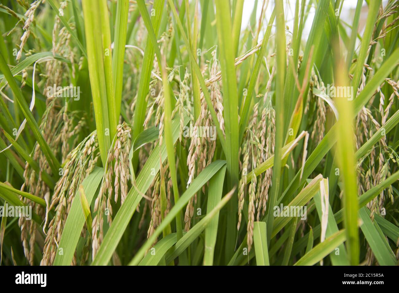 Cultivation of Rice Plant Stock Photo - Alamy