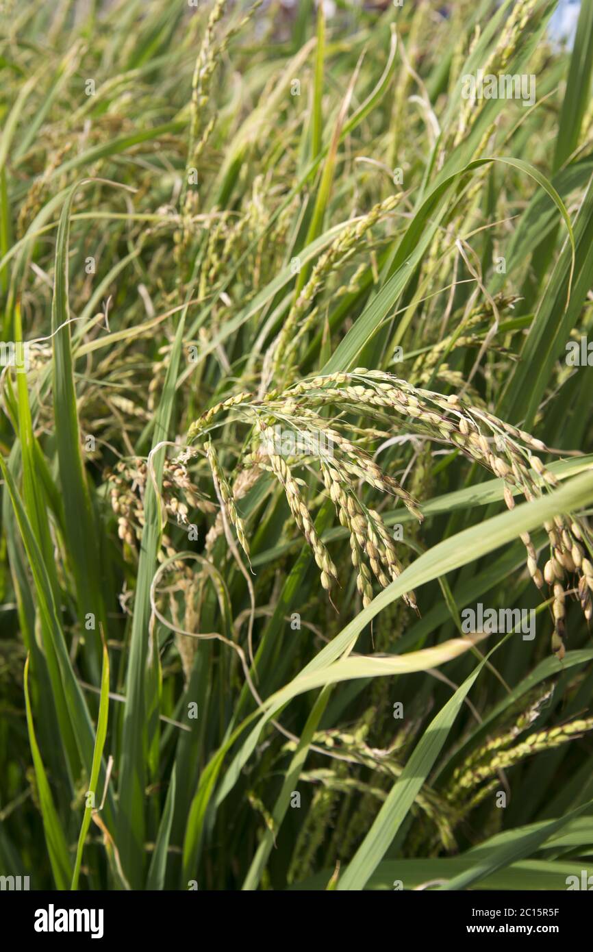 Cultivation of Rice Plant Stock Photo - Alamy