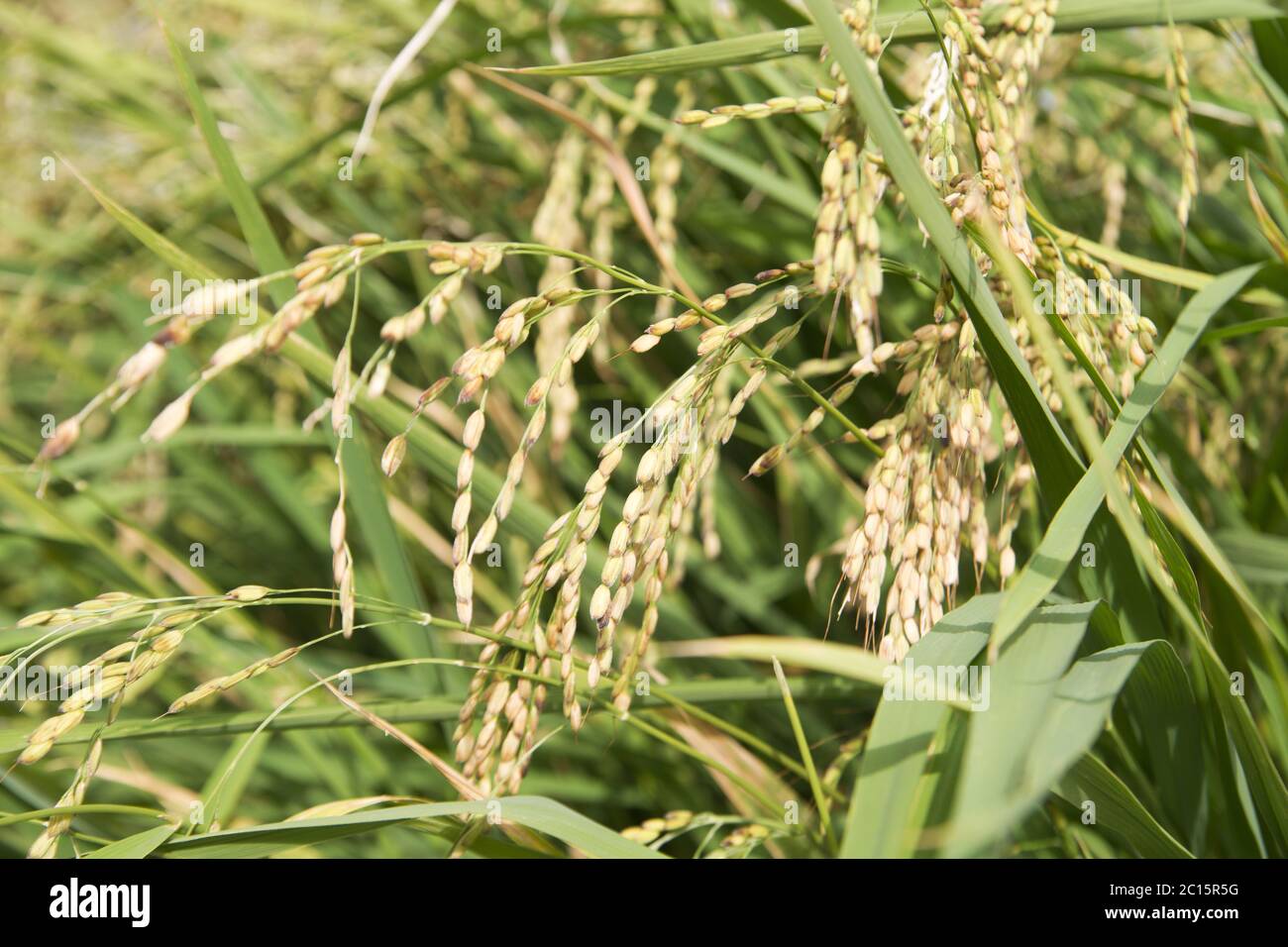 Cultivation of Rice Plant Stock Photo - Alamy