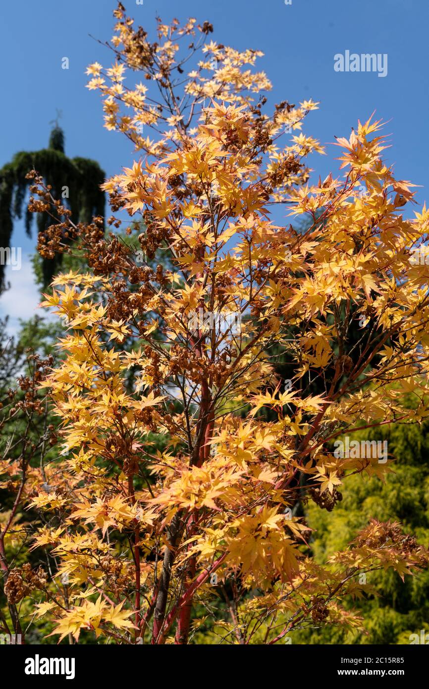 Manchester, UK. 13th June, 2020. Trees in full bloom at the Fletcher ...