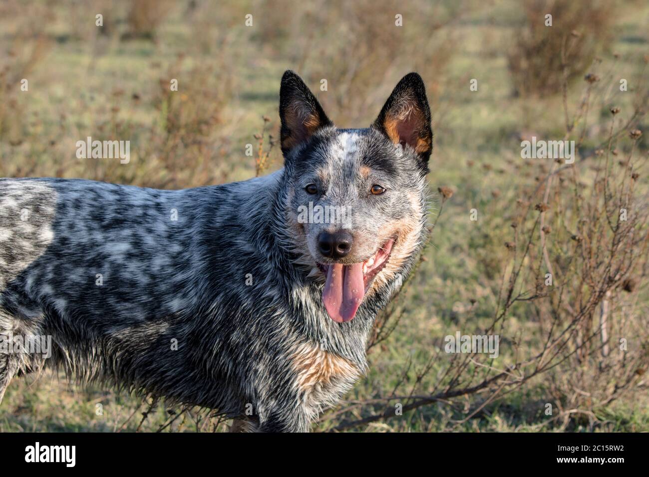 Portrait of an Australian Cattle Dog (Blue heeler) standing in the ...