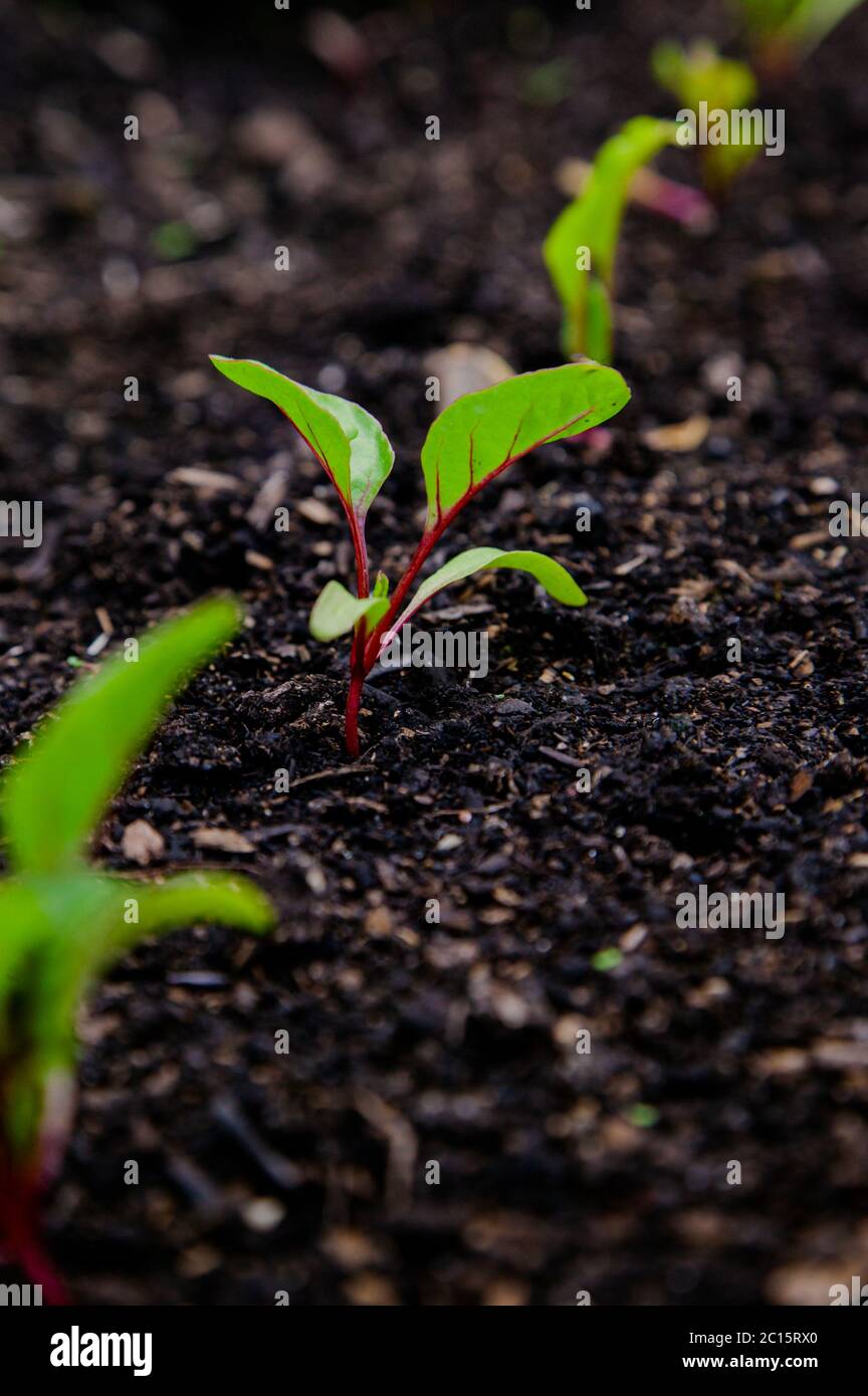 Good seedlings hi-res stock photography and images - Alamy