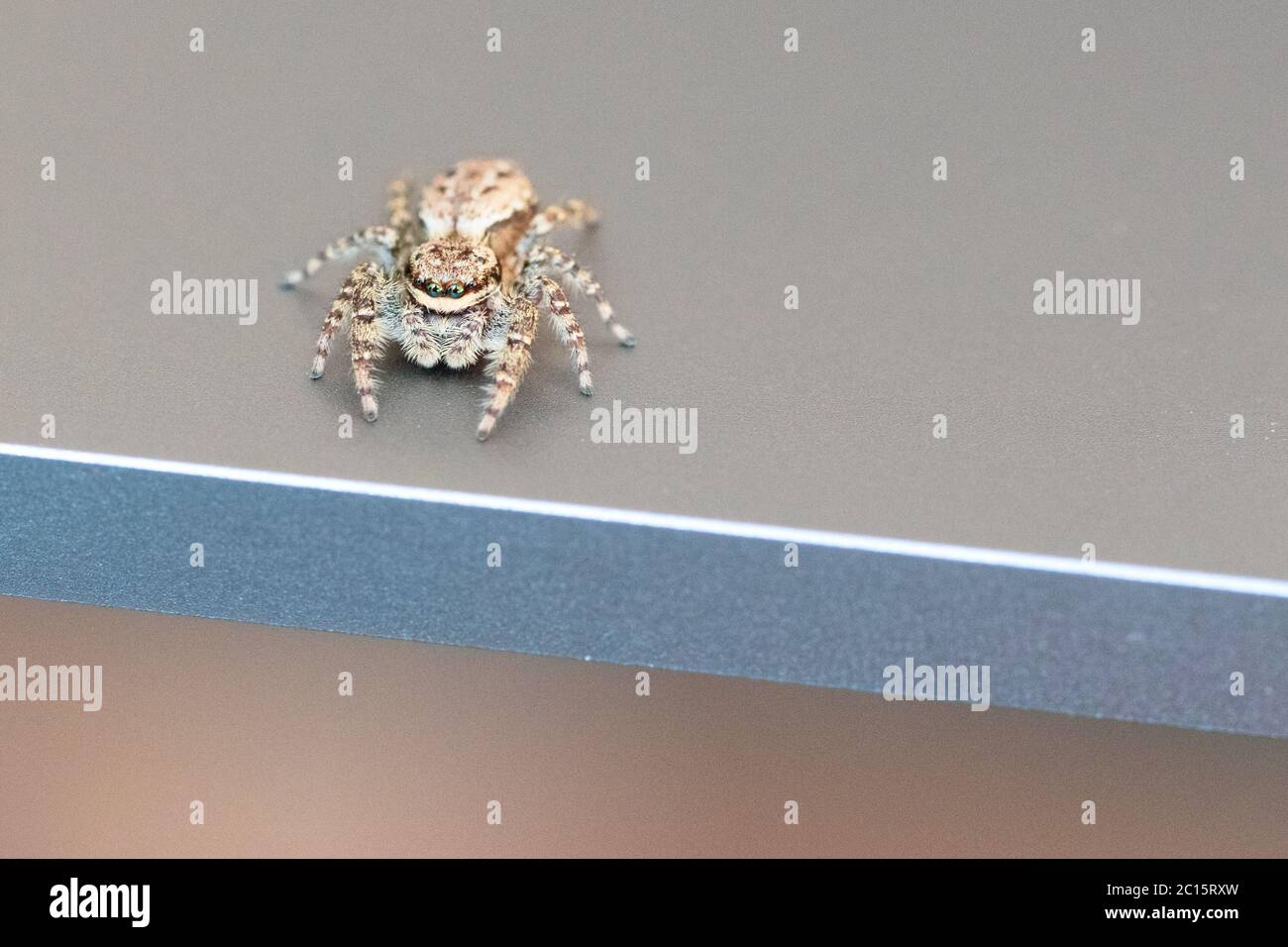 a little jumping spider with green eyes is climbing around on a laptop ...