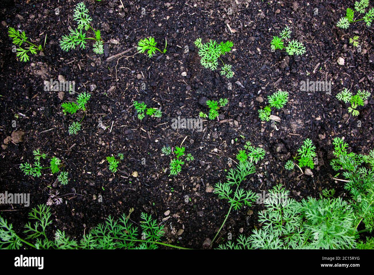 Carrot plants from above Stock Photo - Alamy