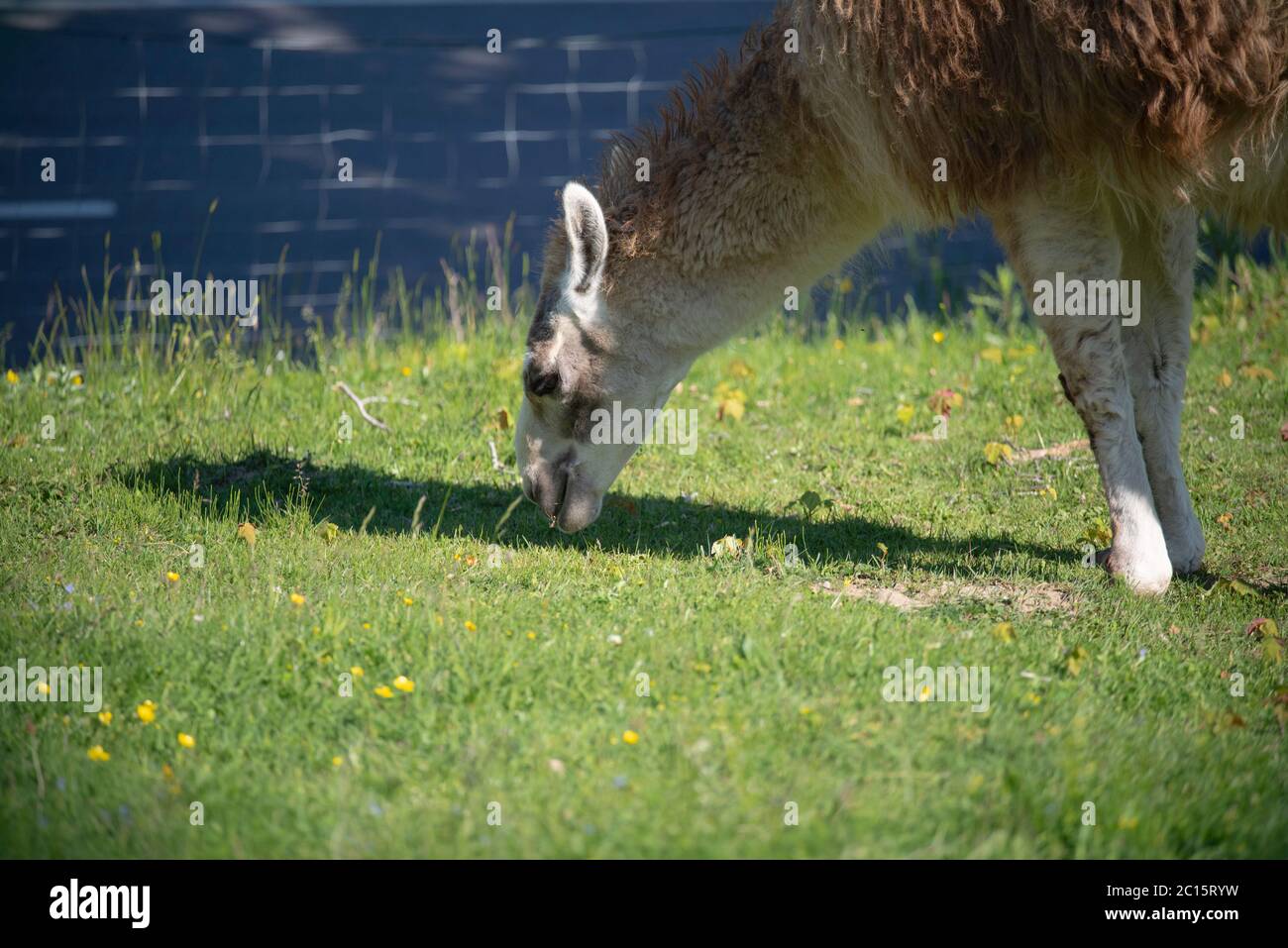 Lama on green field. Close up lama Stock Photo - Alamy