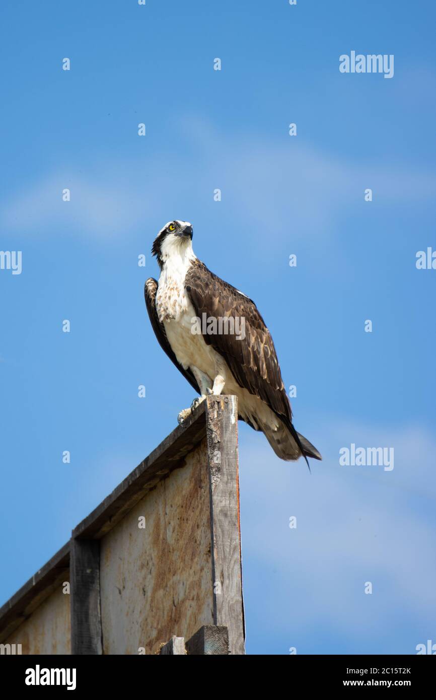 Osprey on a Fishing Town in Mexico Stock Photo - Alamy