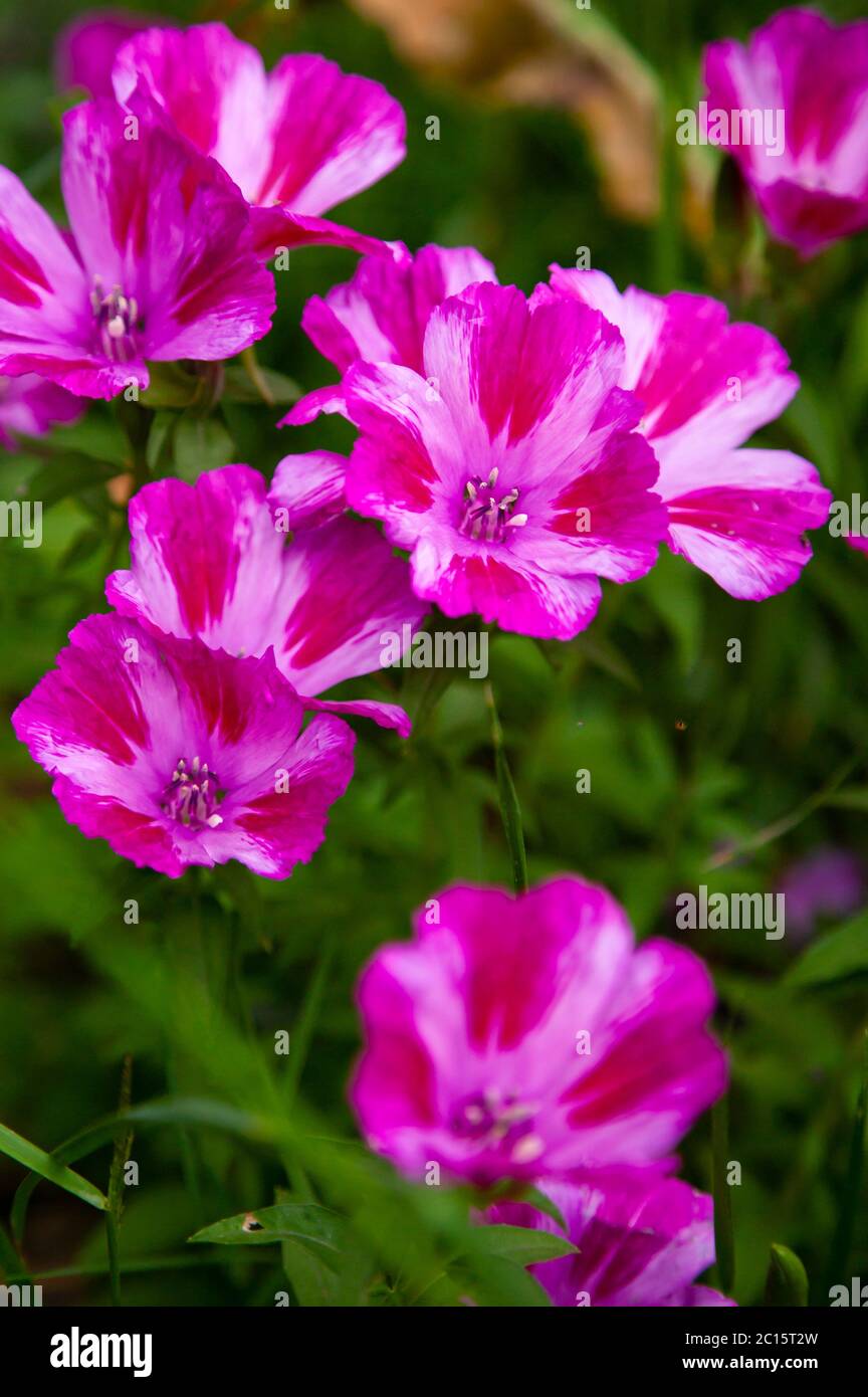 Striped flowers hi-res stock photography and images - Alamy