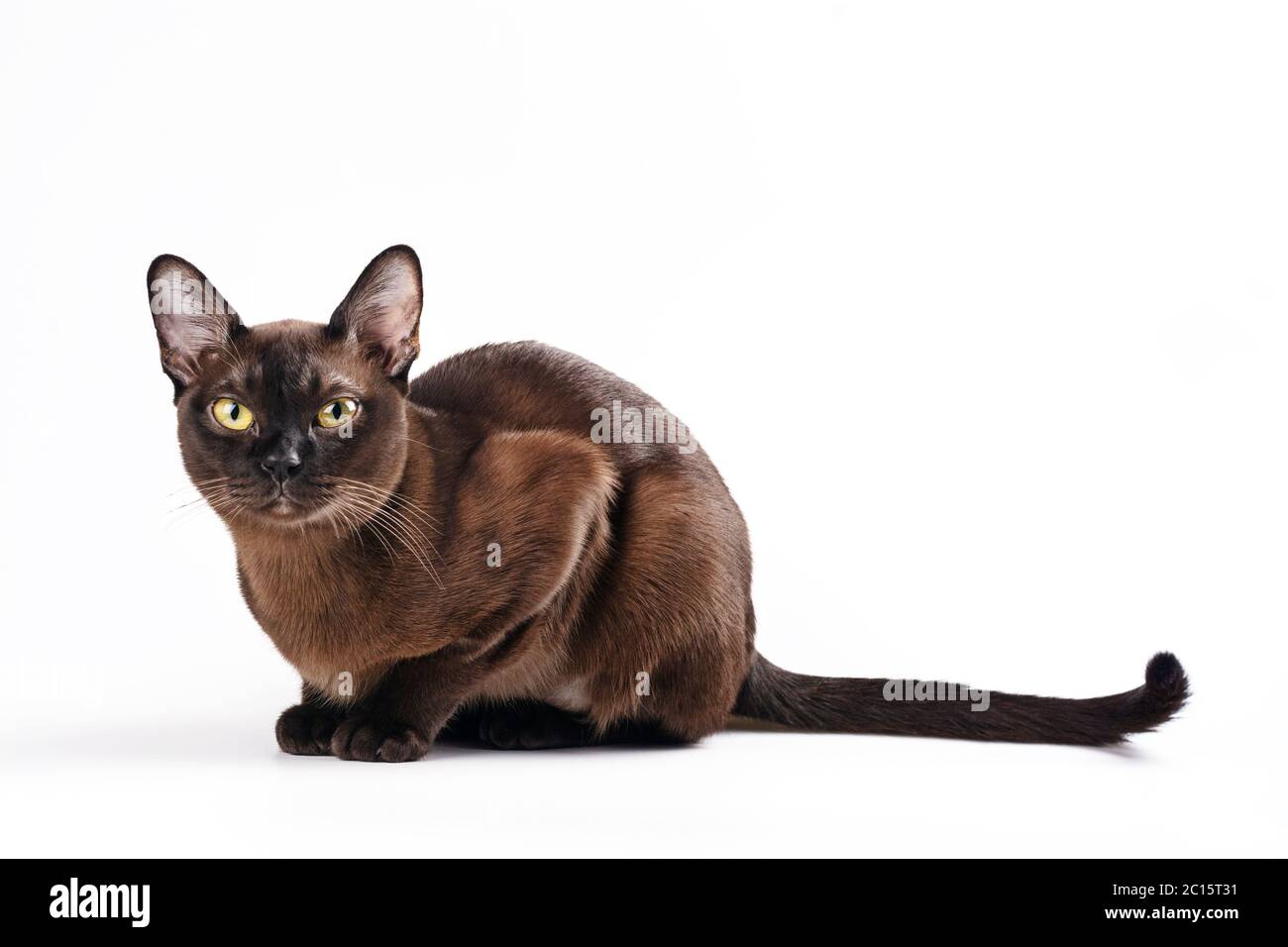 Chocolate burmese cat hi-res stock photography and images - Alamy