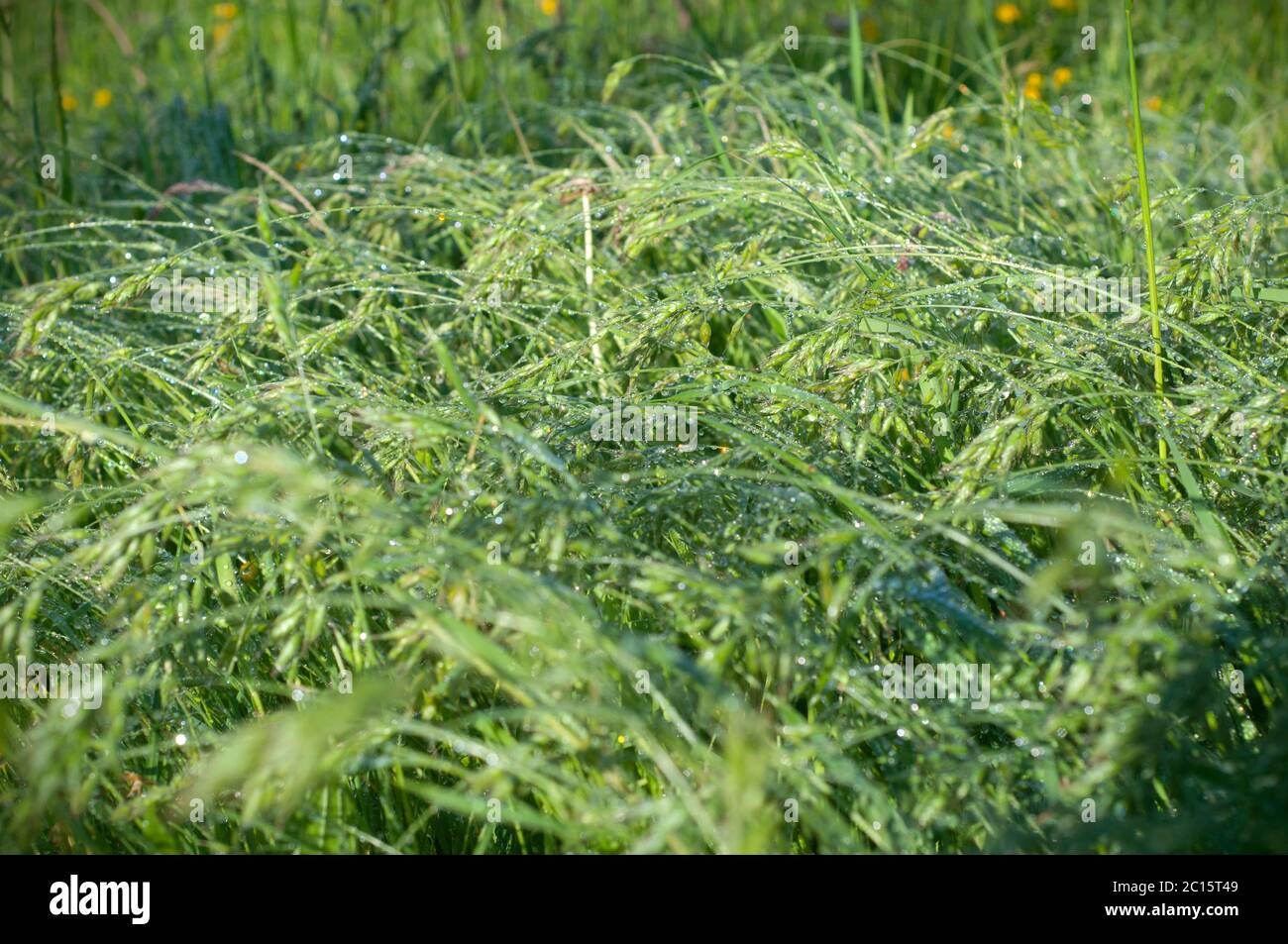 Dew-covered green grass. Field of grass covered with water drops after ...
