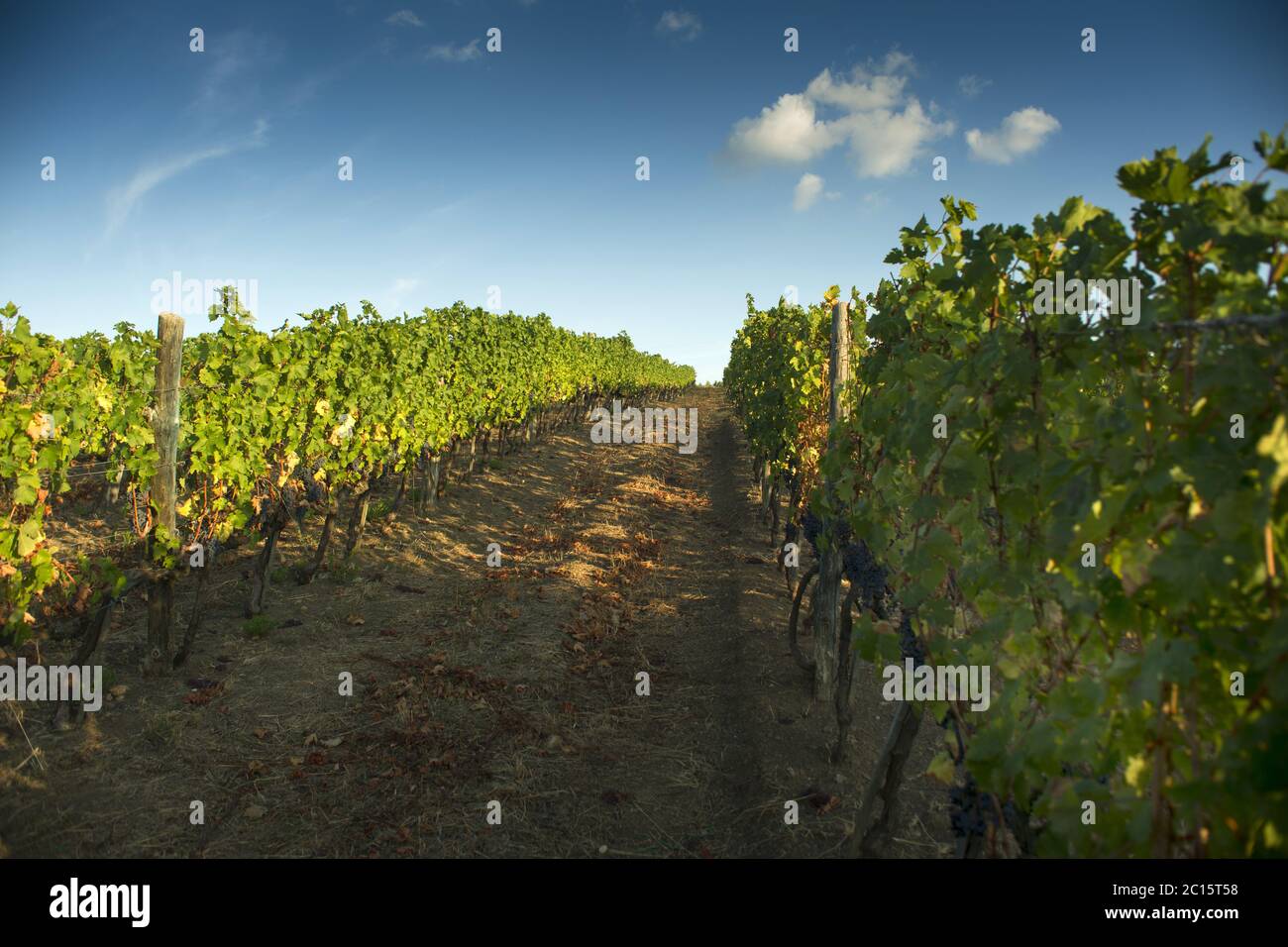 Fruit of the vines hi-res stock photography and images - Alamy