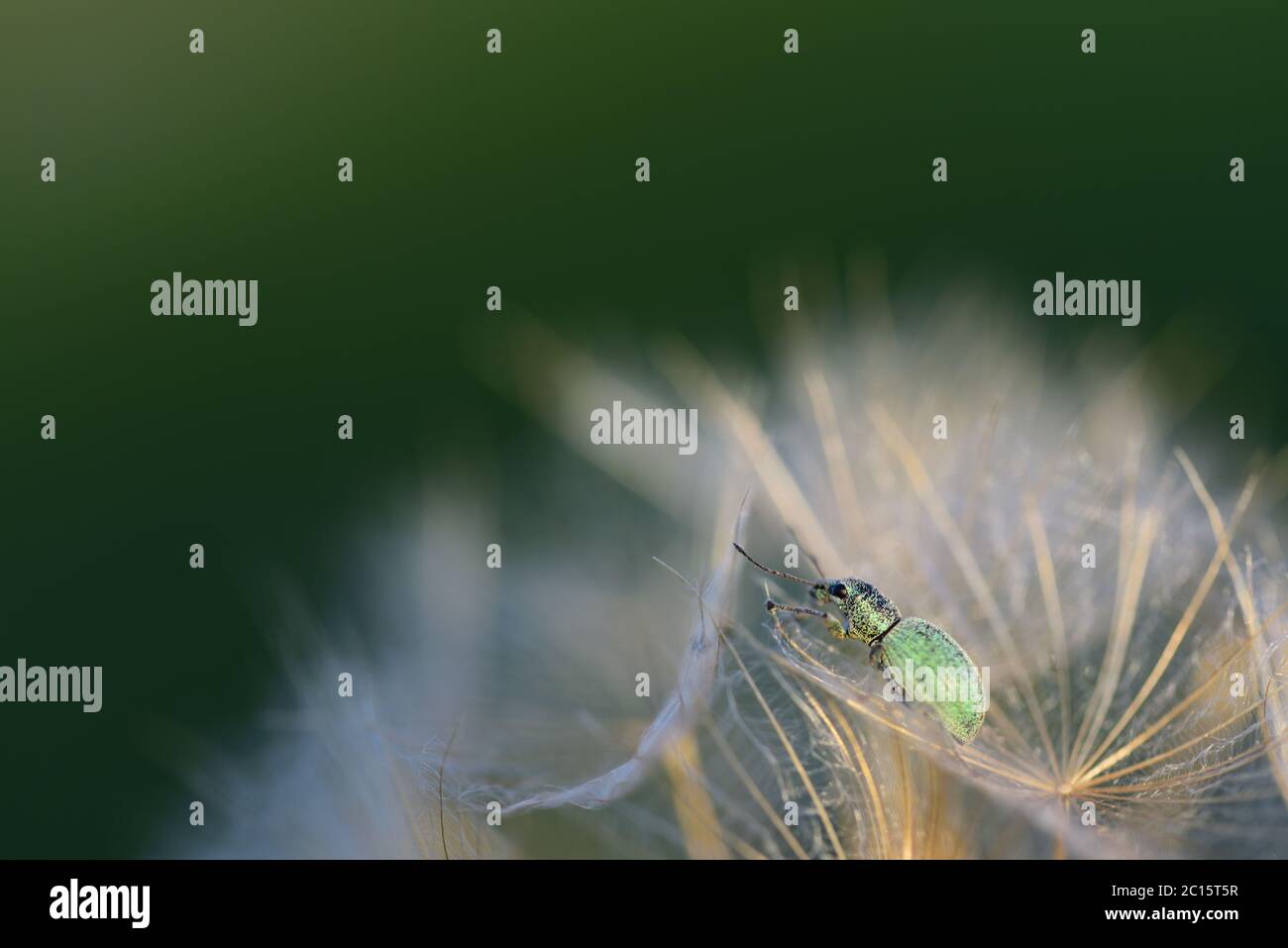 Small green beetle hi-res stock photography and images - Alamy