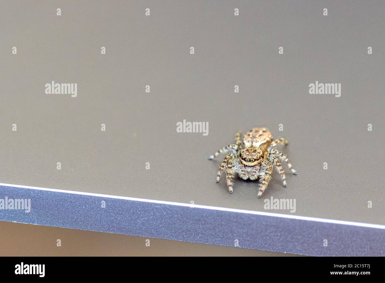 a little jumping spider with green eyes is climbing around on a laptop ...