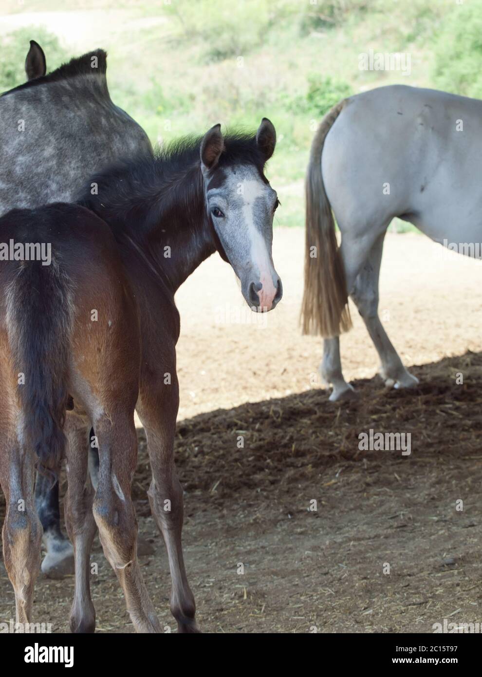 Shadow of the tent hi-res stock photography and images - Alamy
