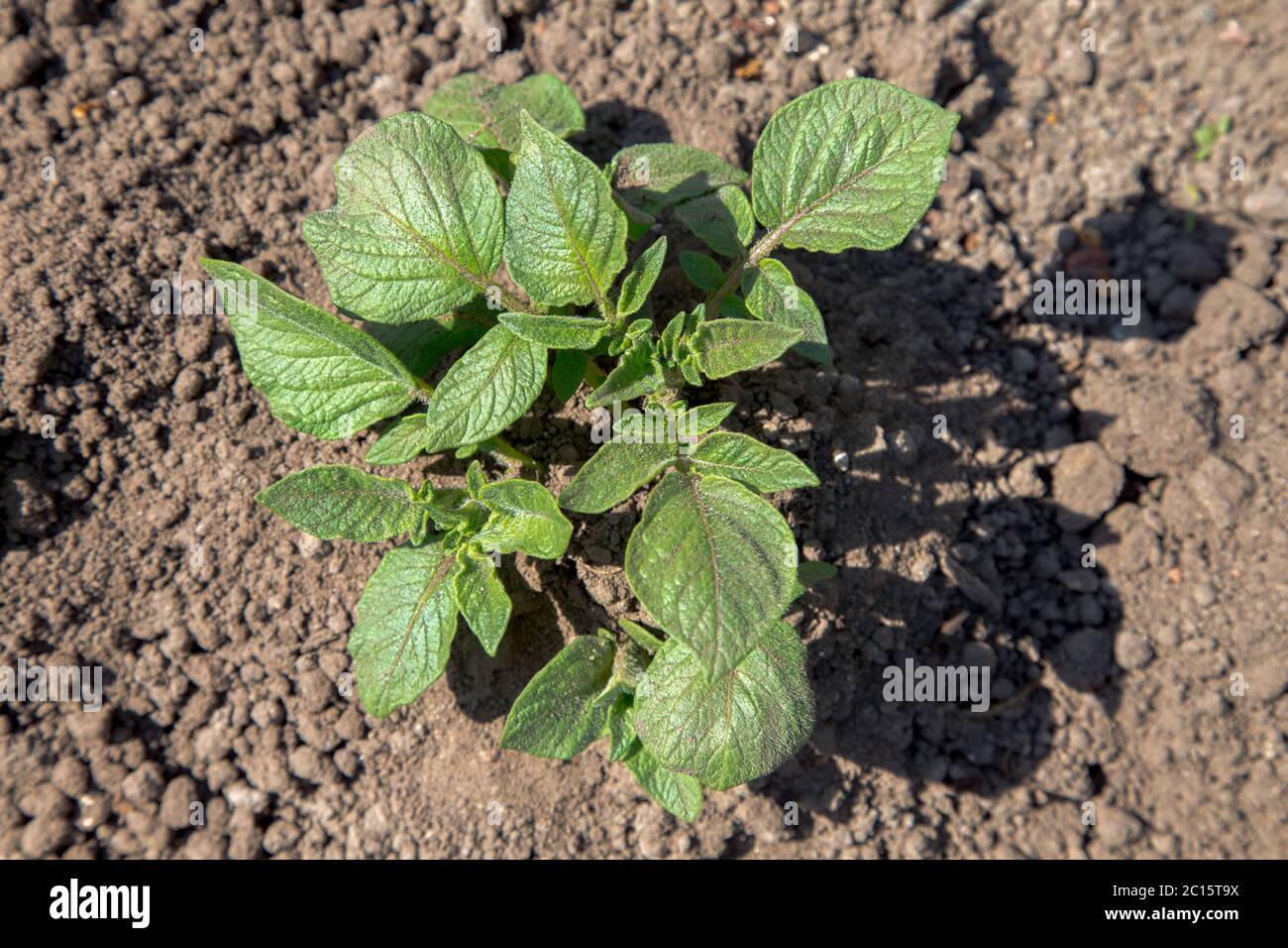 Potato plant growing Stock Photo - Alamy