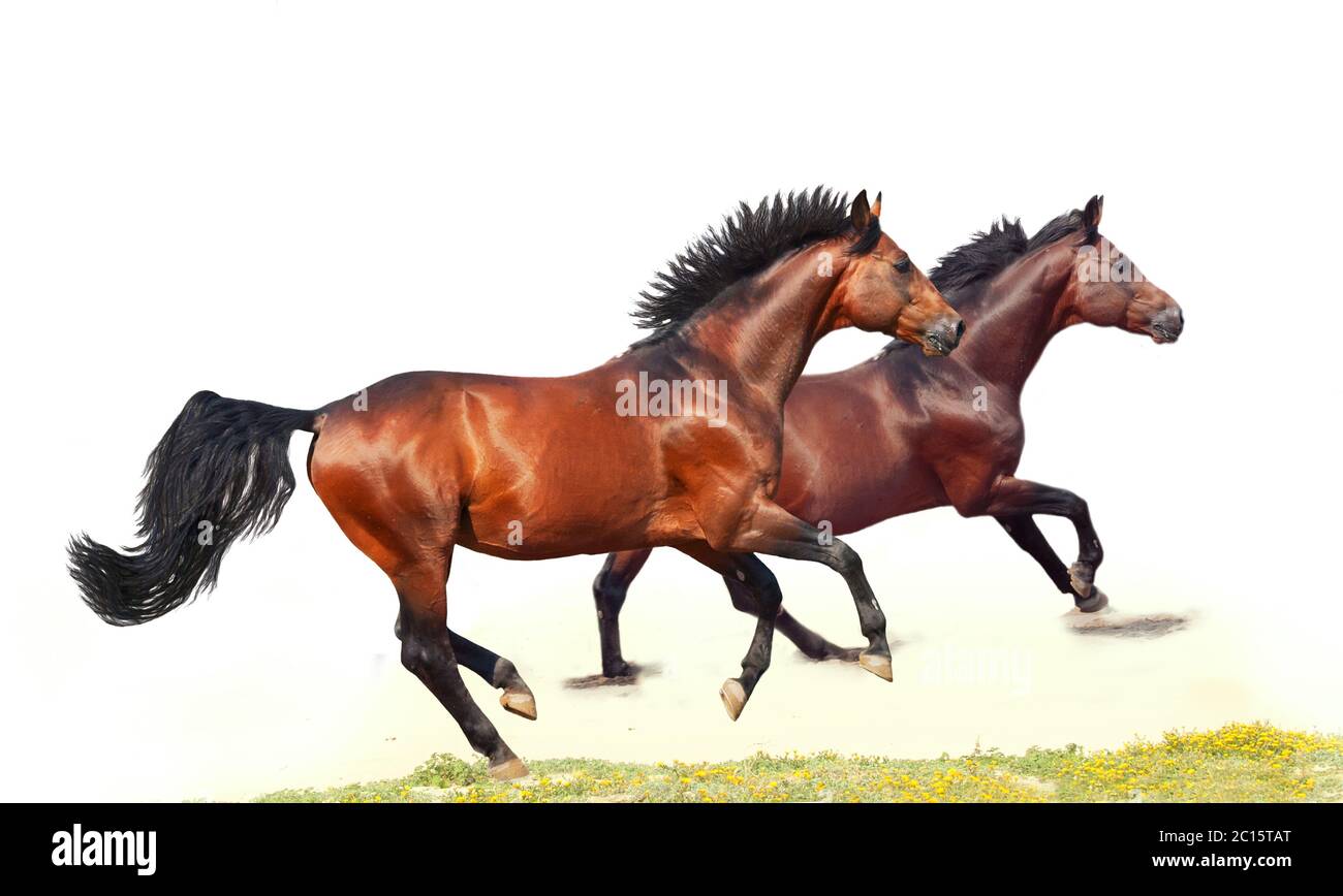 Over breed hi-res stock photography and images - Alamy