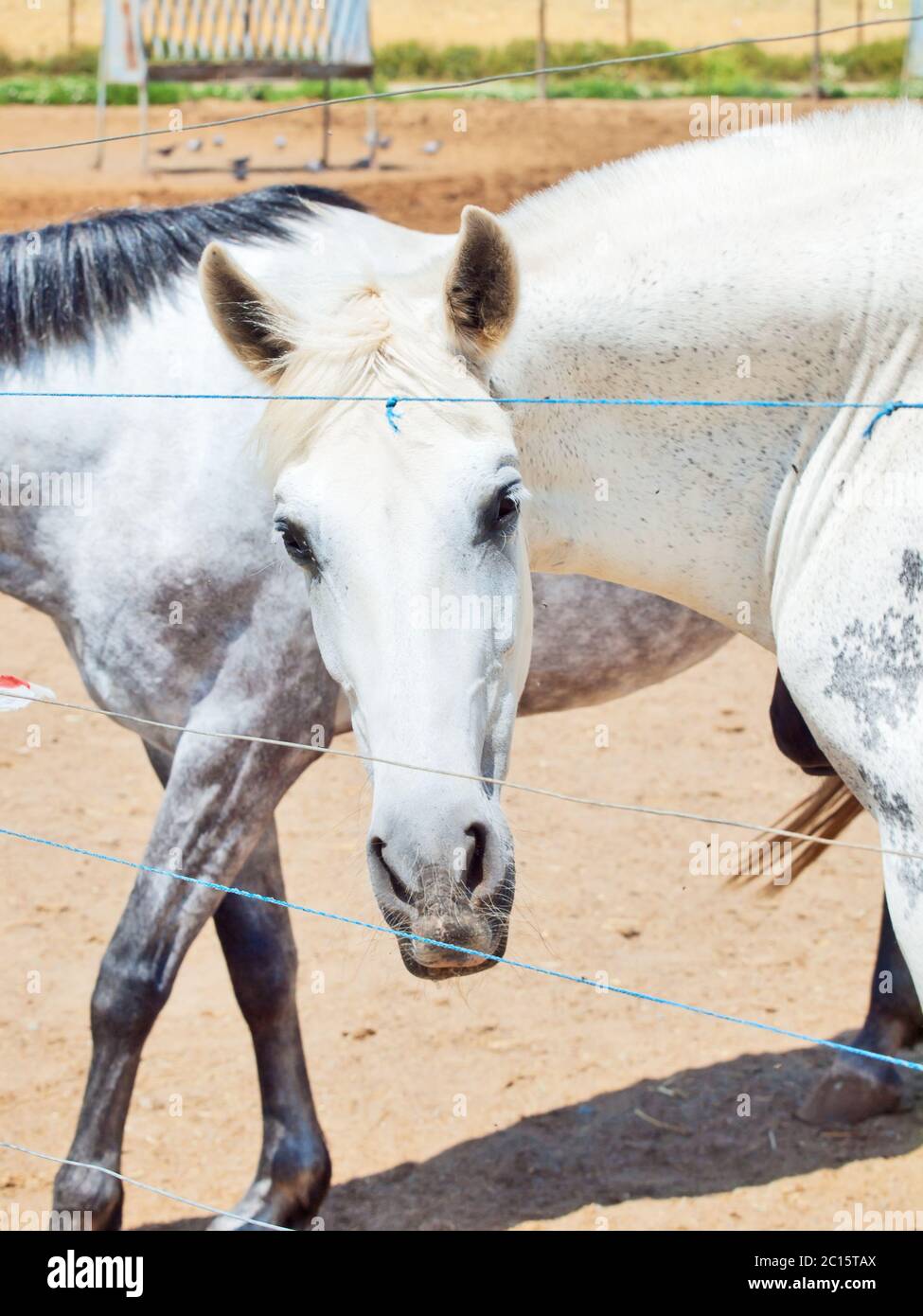 Andalusian breed hi-res stock photography and images - Alamy
