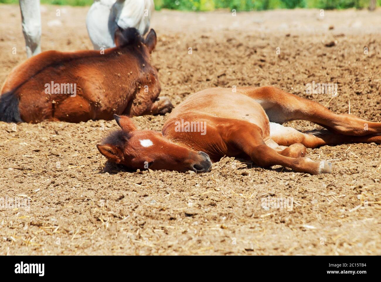 Spanish Siesta High Resolution Stock Photography and Images - Alamy