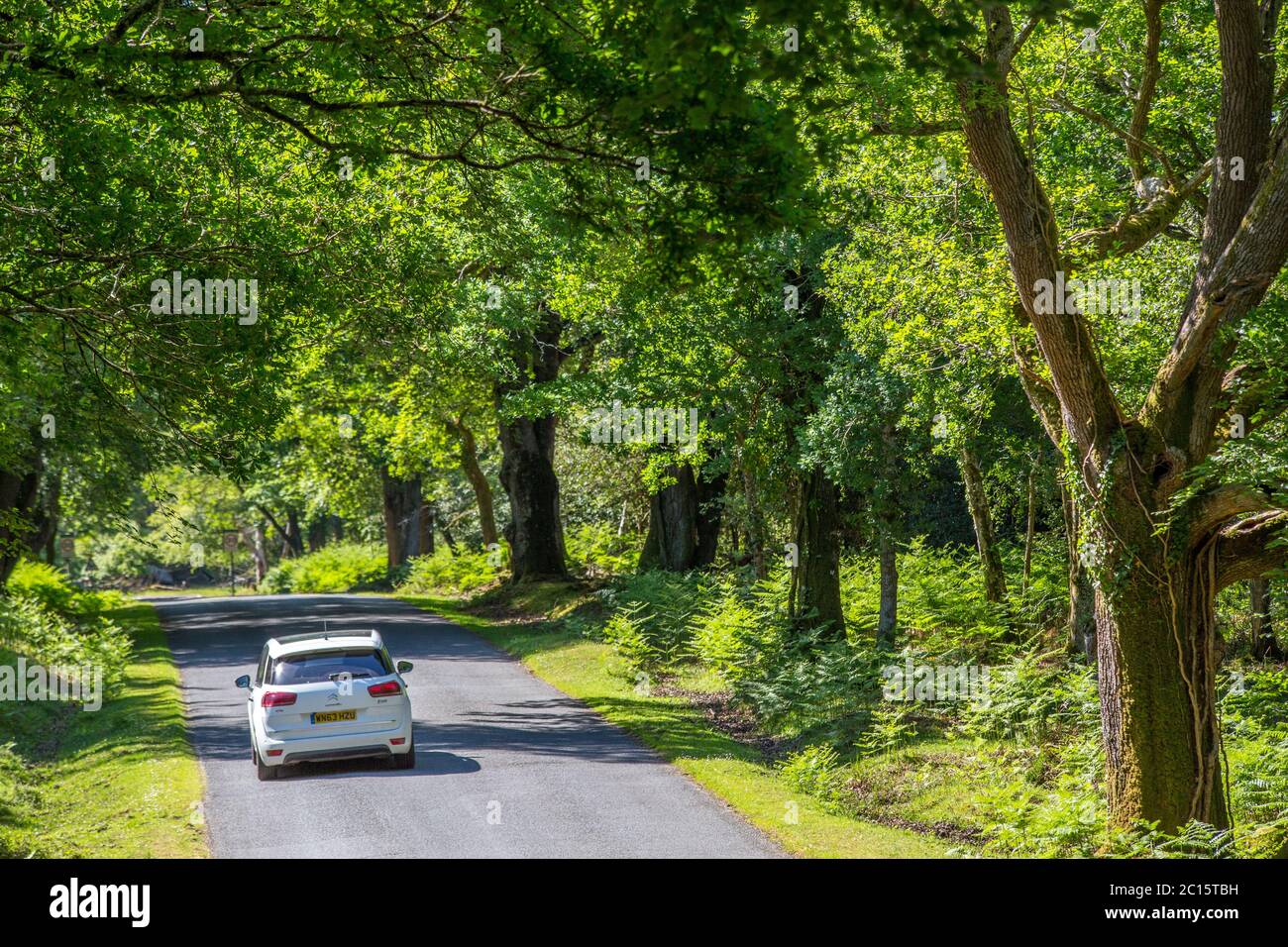 Car woods hi-res stock photography and images - Alamy