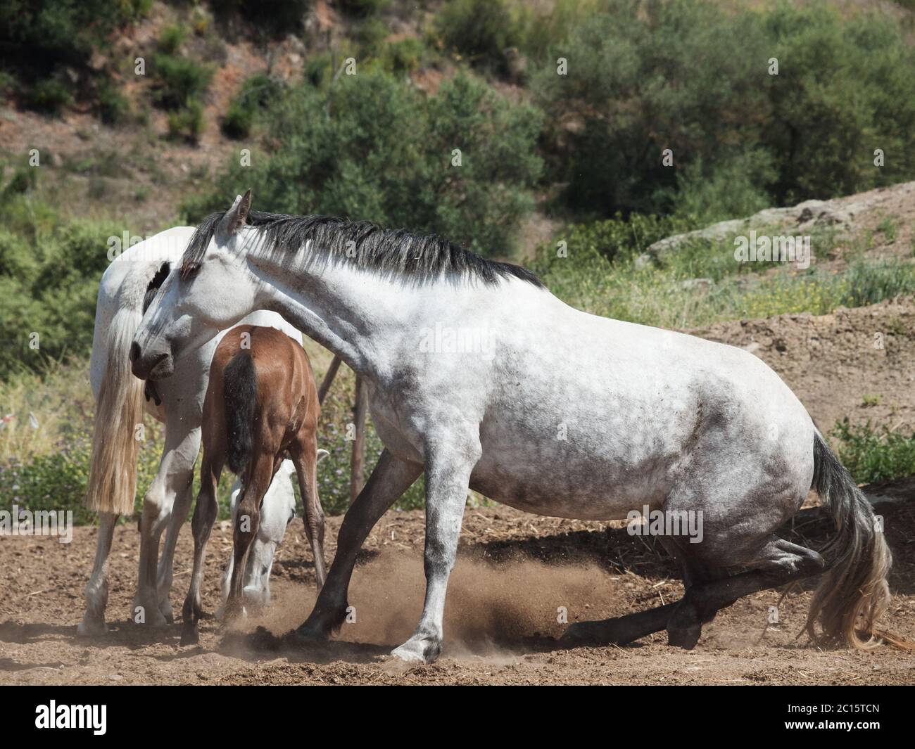 Grey mare hi-res stock photography and images - Alamy
