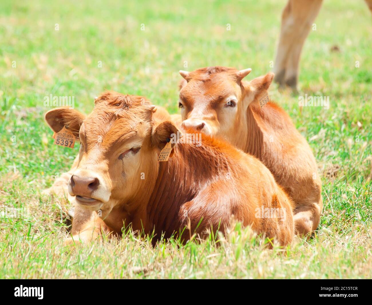 Spanish red hi-res stock photography and images - Alamy