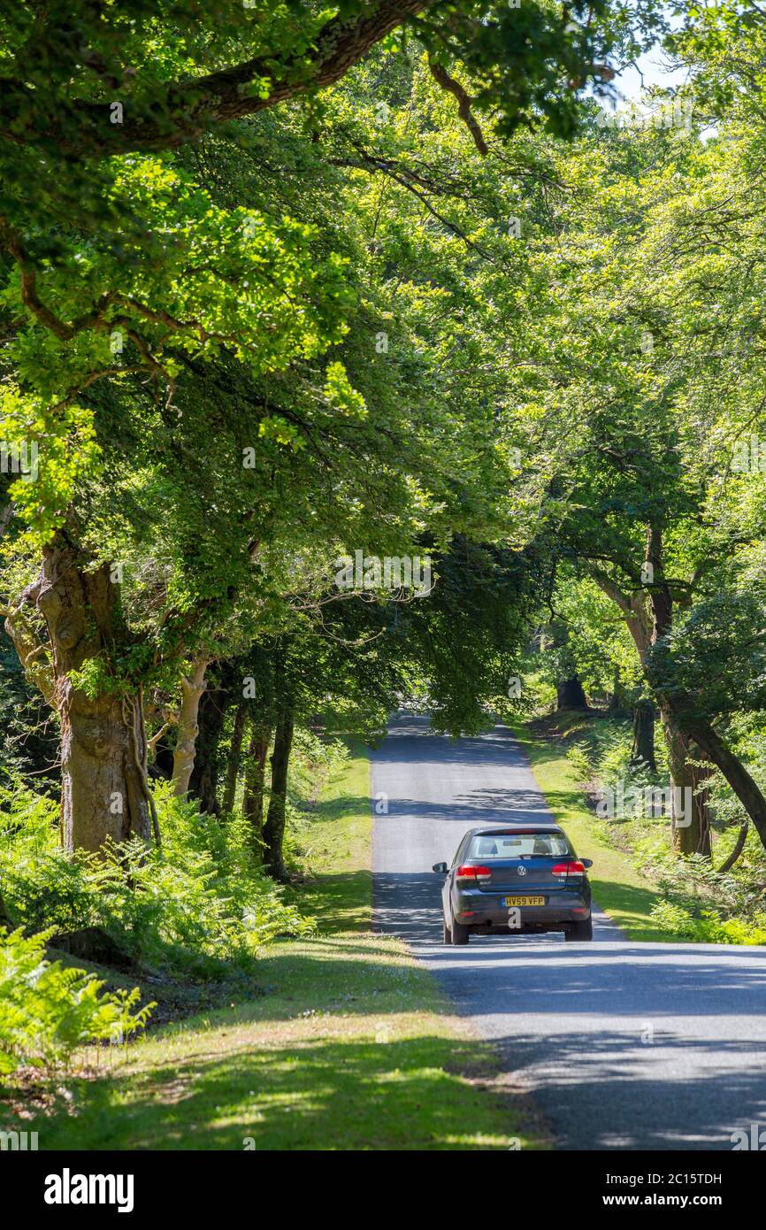 Car driving through the New Forest National Park woodland scene ...