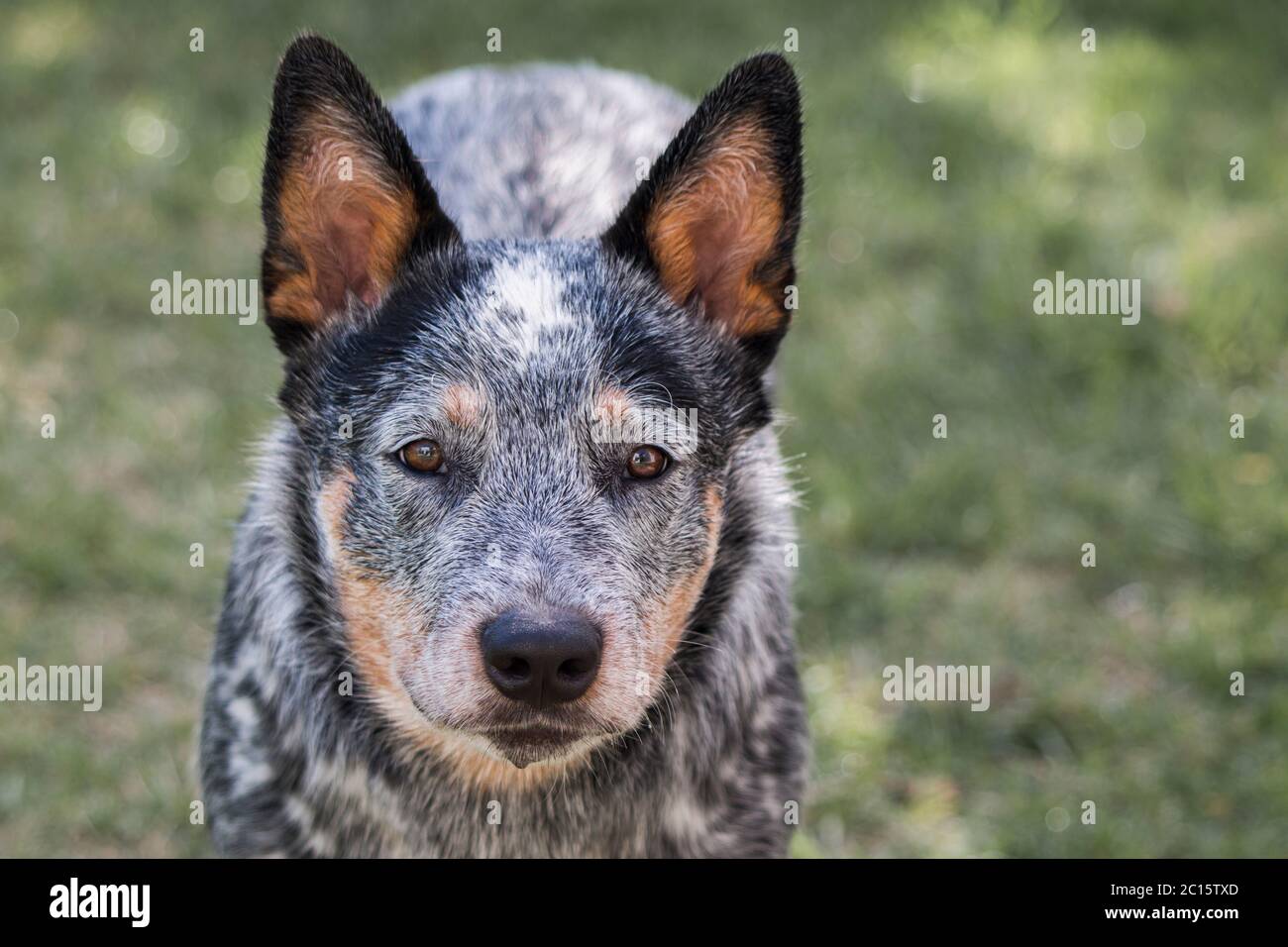 Australian cattle dog herding hi-res stock photography and images - Alamy