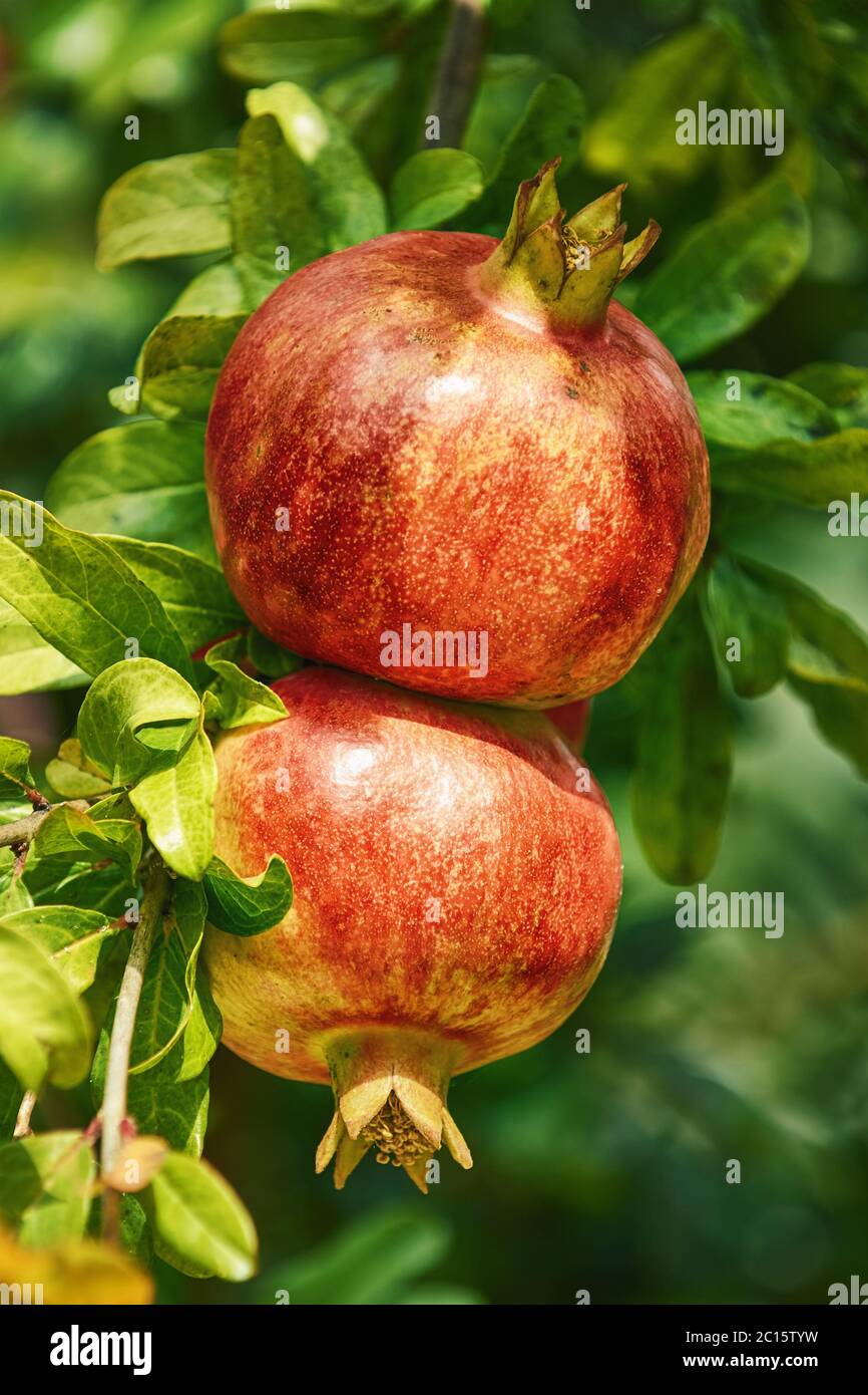Mature Pomegranate Fruits Stock Photo - Alamy