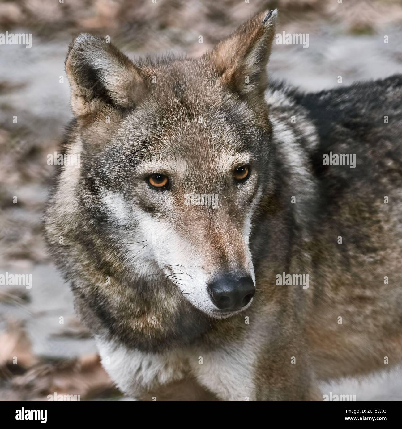 Portrait of Wolf Stock Photo - Alamy
