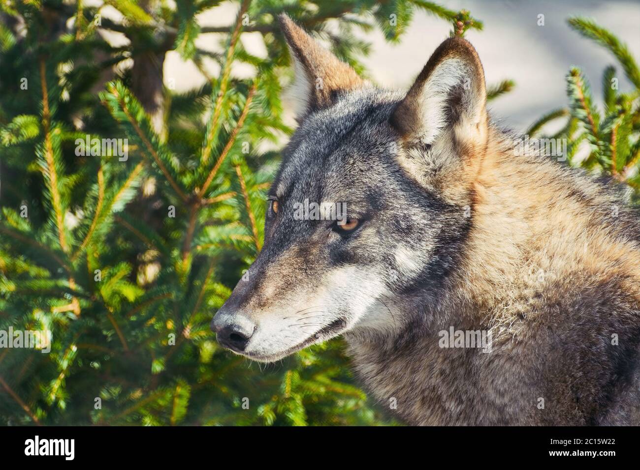 Grey wolf portrait hi-res stock photography and images - Alamy