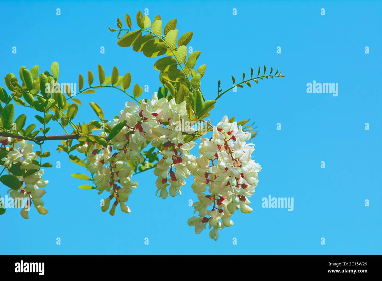Branch of acacia hi-res stock photography and images - Alamy
