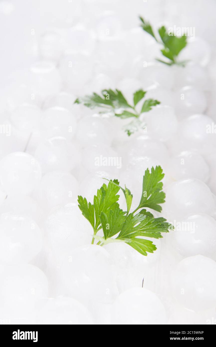Ice parsley hi-res stock photography and images - Alamy