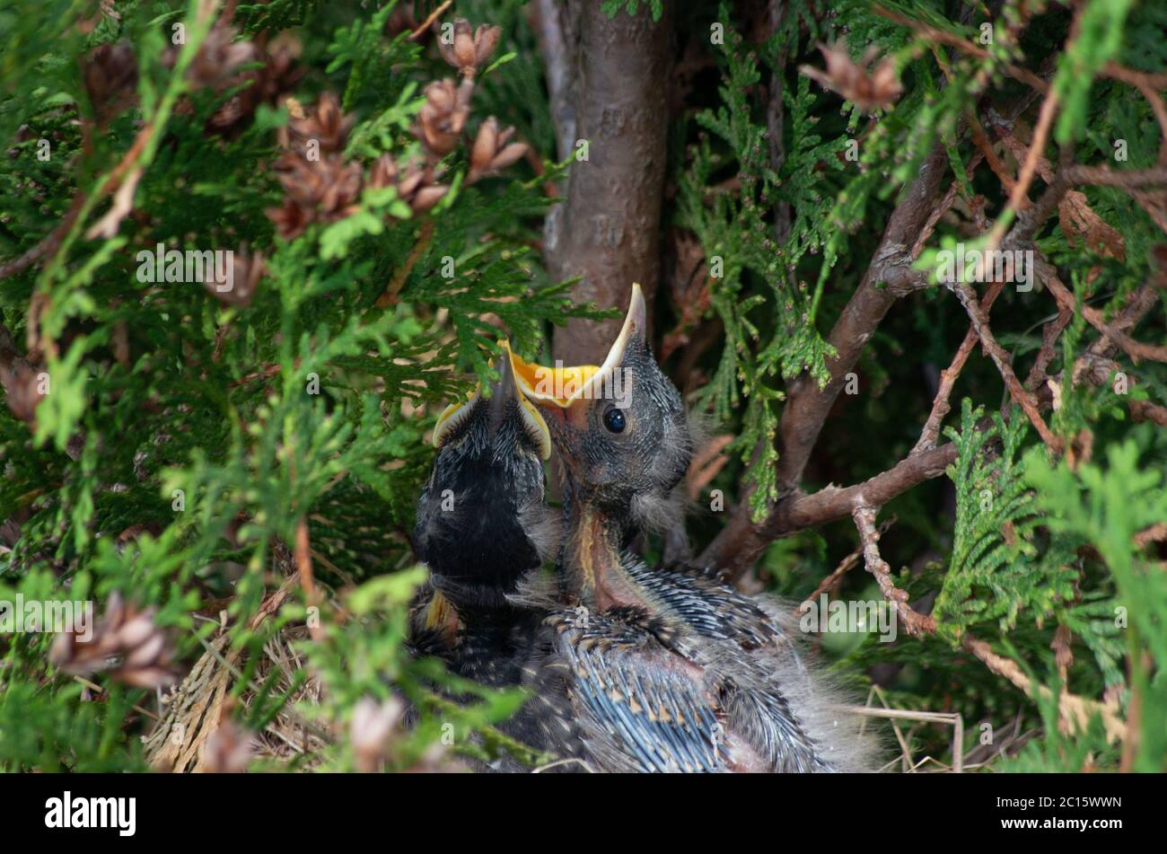 american robin babies in the nest waiting to be fed Stock Photo - Alamy