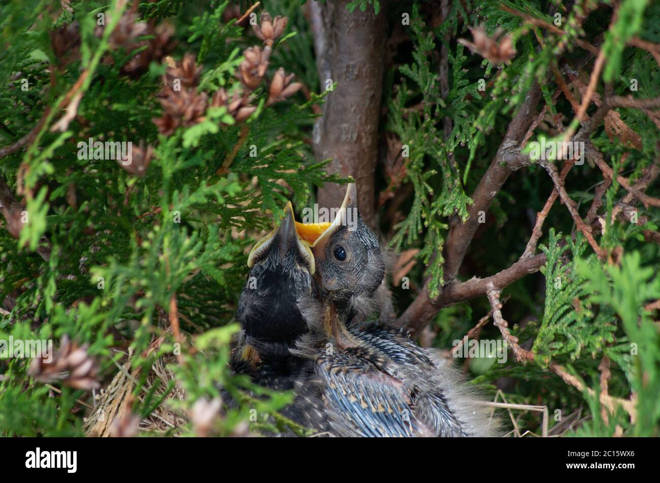 American robin nest hi-res stock photography and images - Alamy